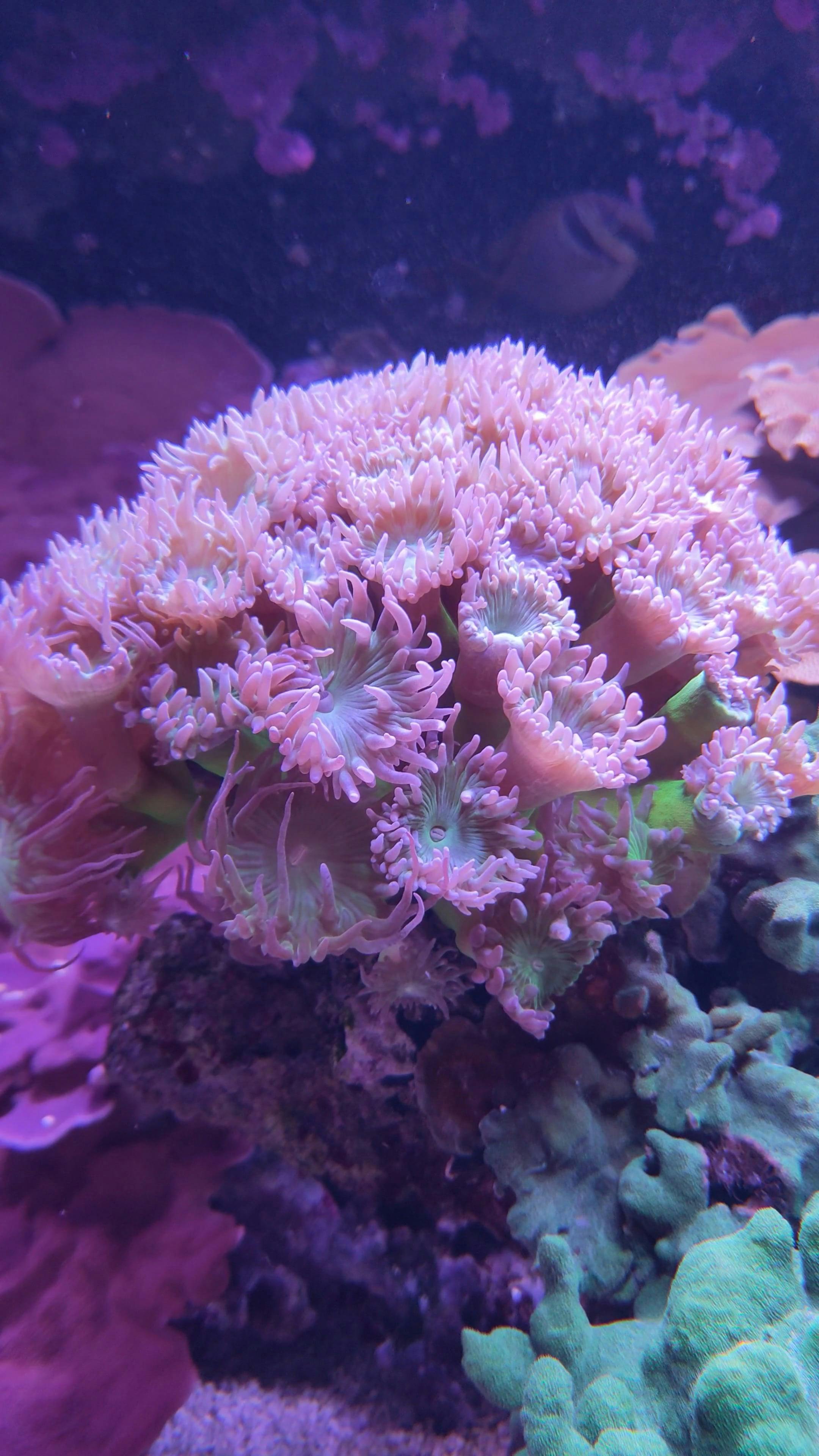 Vídeos de stock gratuitos sobre acuarios, acuático, ambiente marino ...