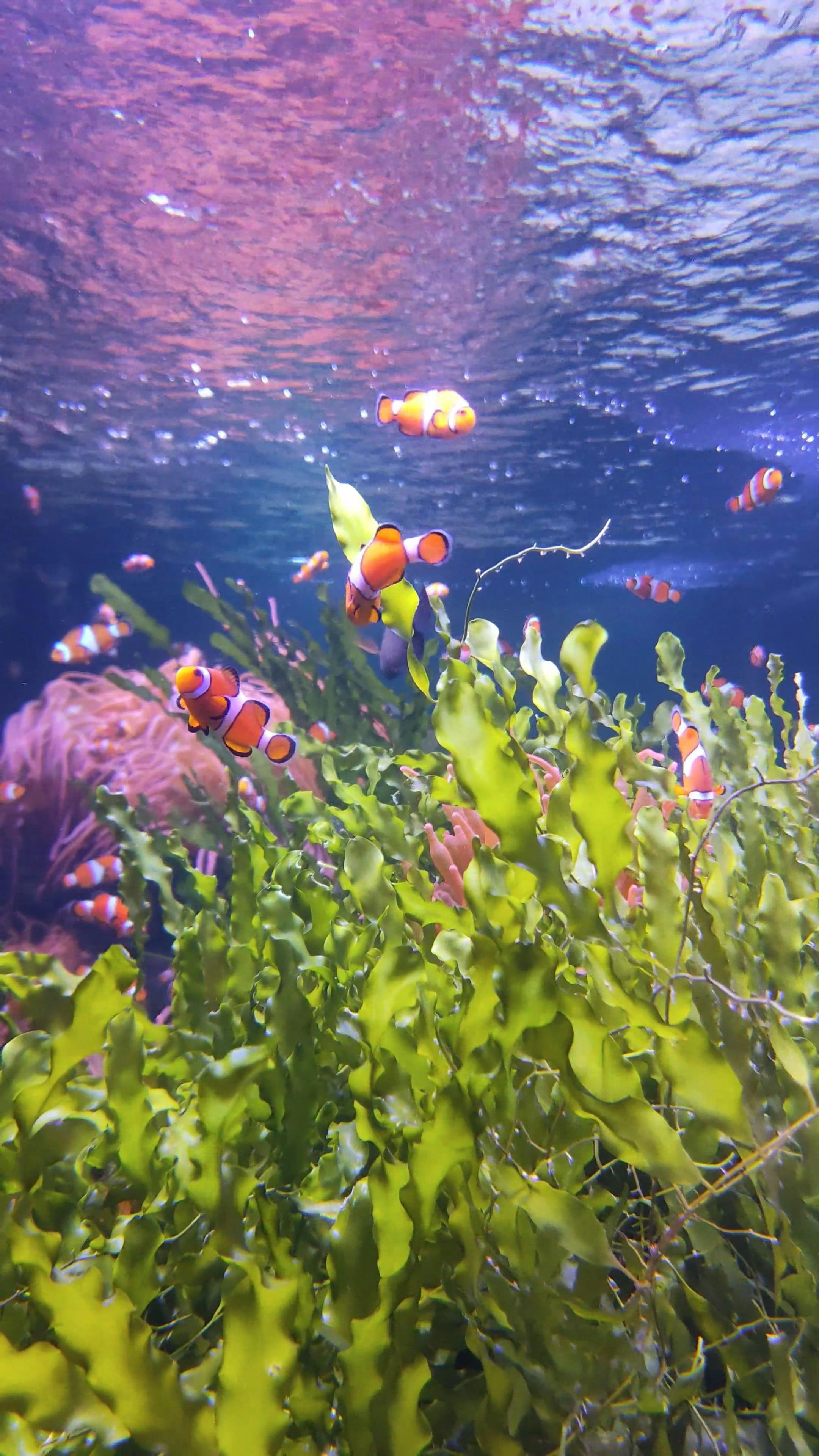 Aquamarine Life Inside An aquarium Free Stock Video Footage, Royalty ...