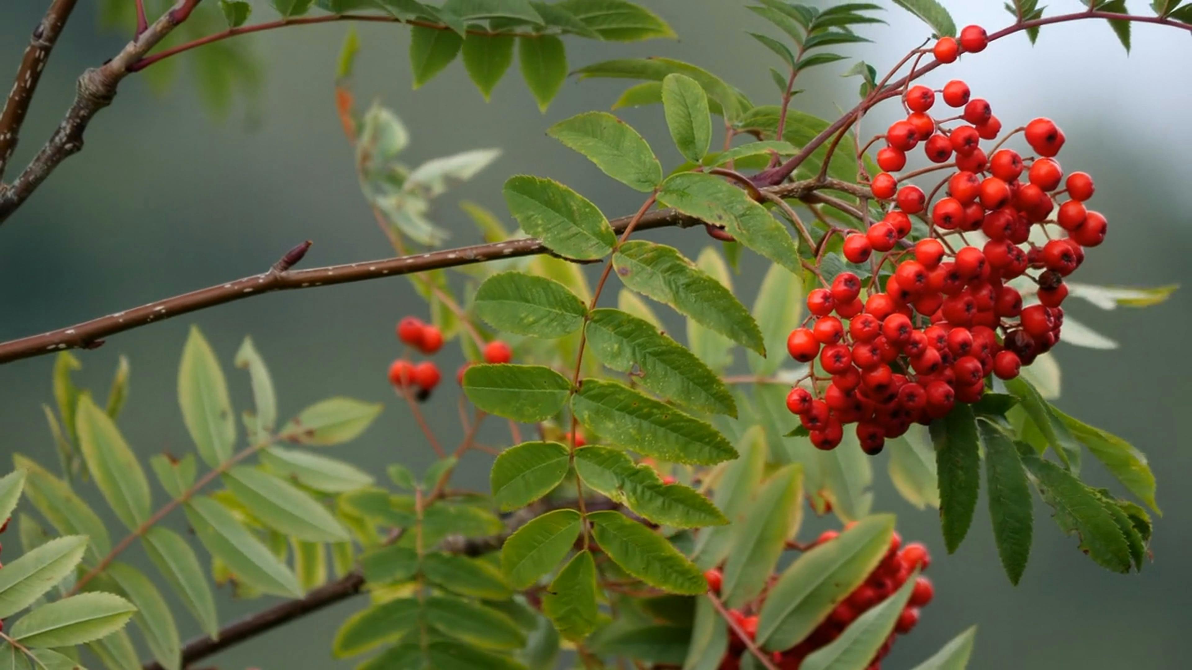 Berries on Branches Free Stock Video Footage, Royalty-Free 4K & HD ...