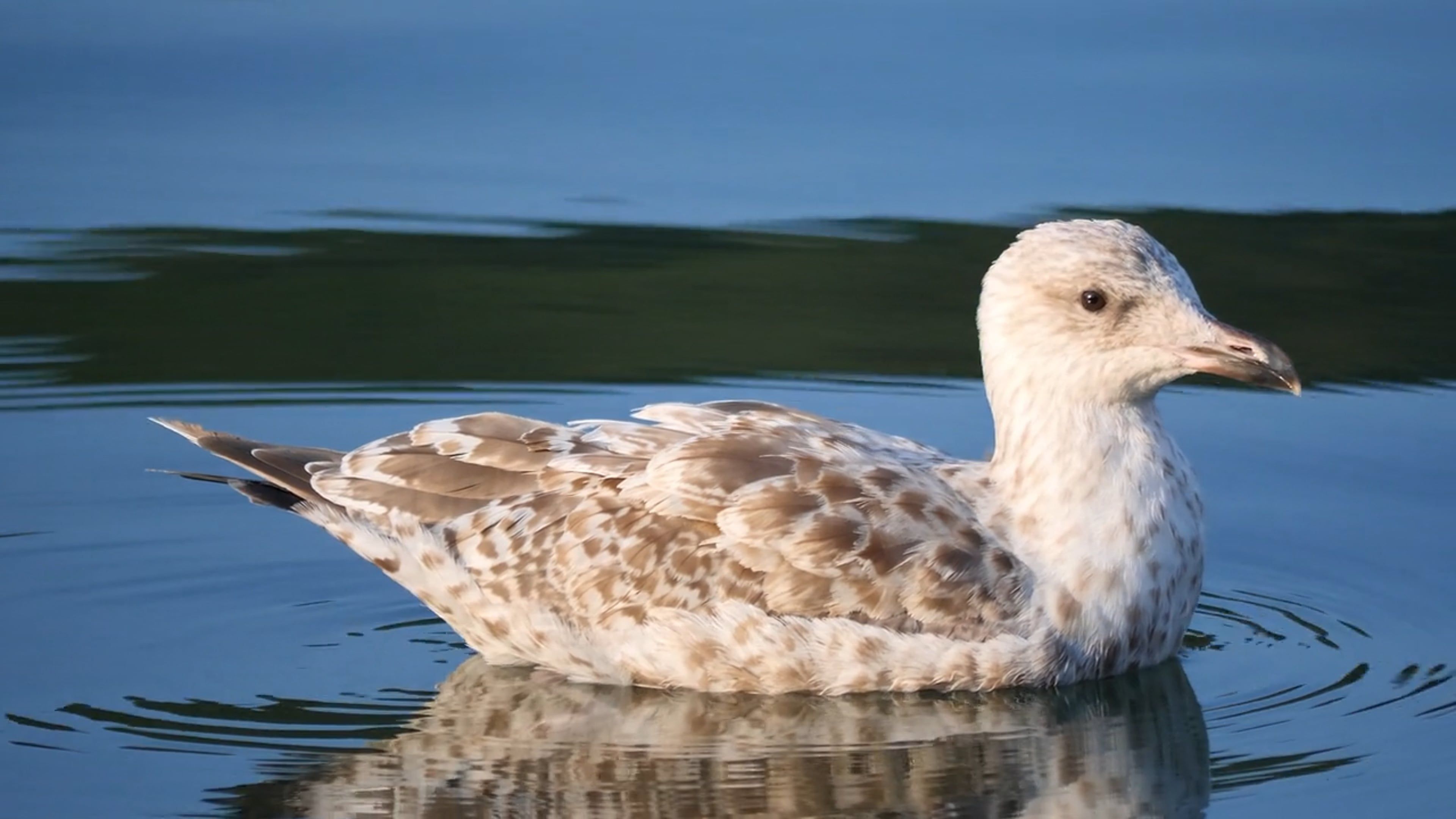 Seagull in Water Free Stock Video Footage, Royalty-Free 4K & HD Video Clip