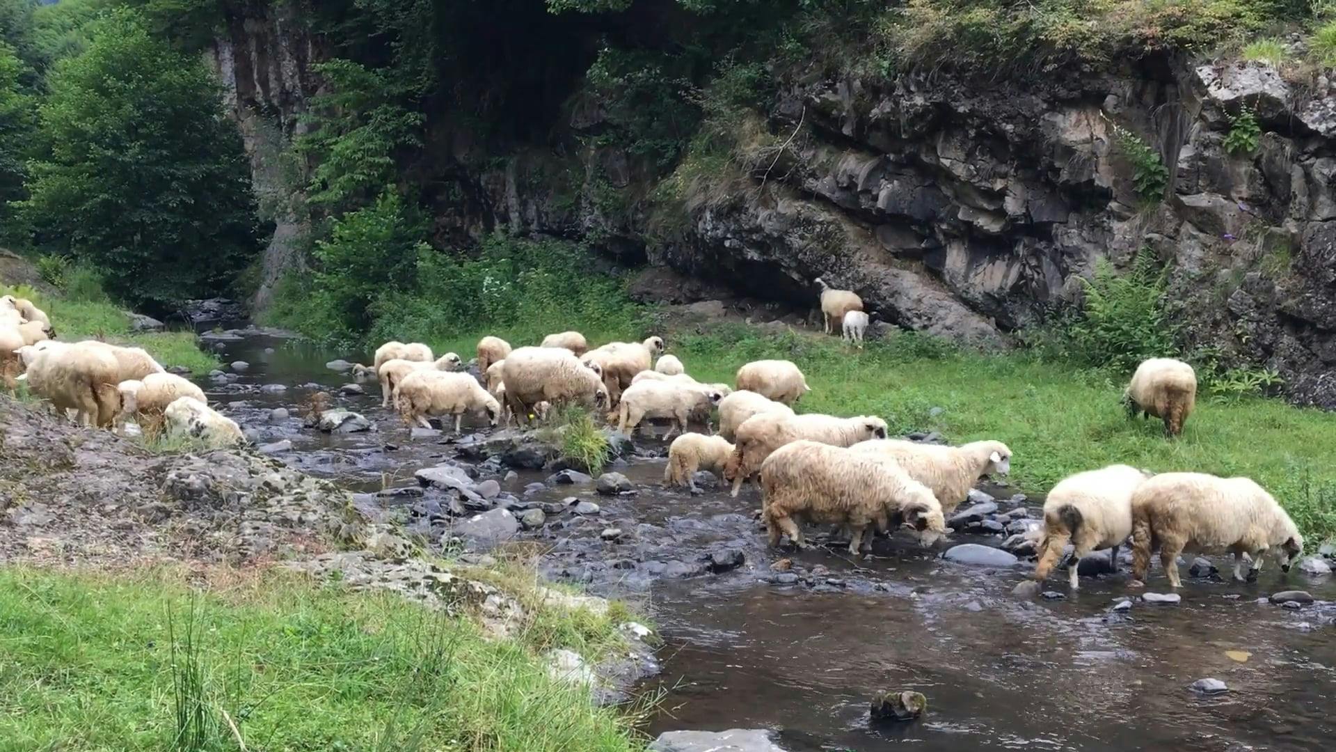 Sheep around Stream Free Stock Video Footage, Royalty-Free 4K & HD ...
