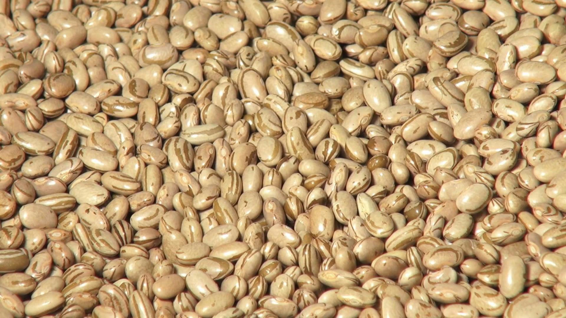 Sipping Beans to Heap Free Stock Video Footage, Royalty-Free 4K & HD ...