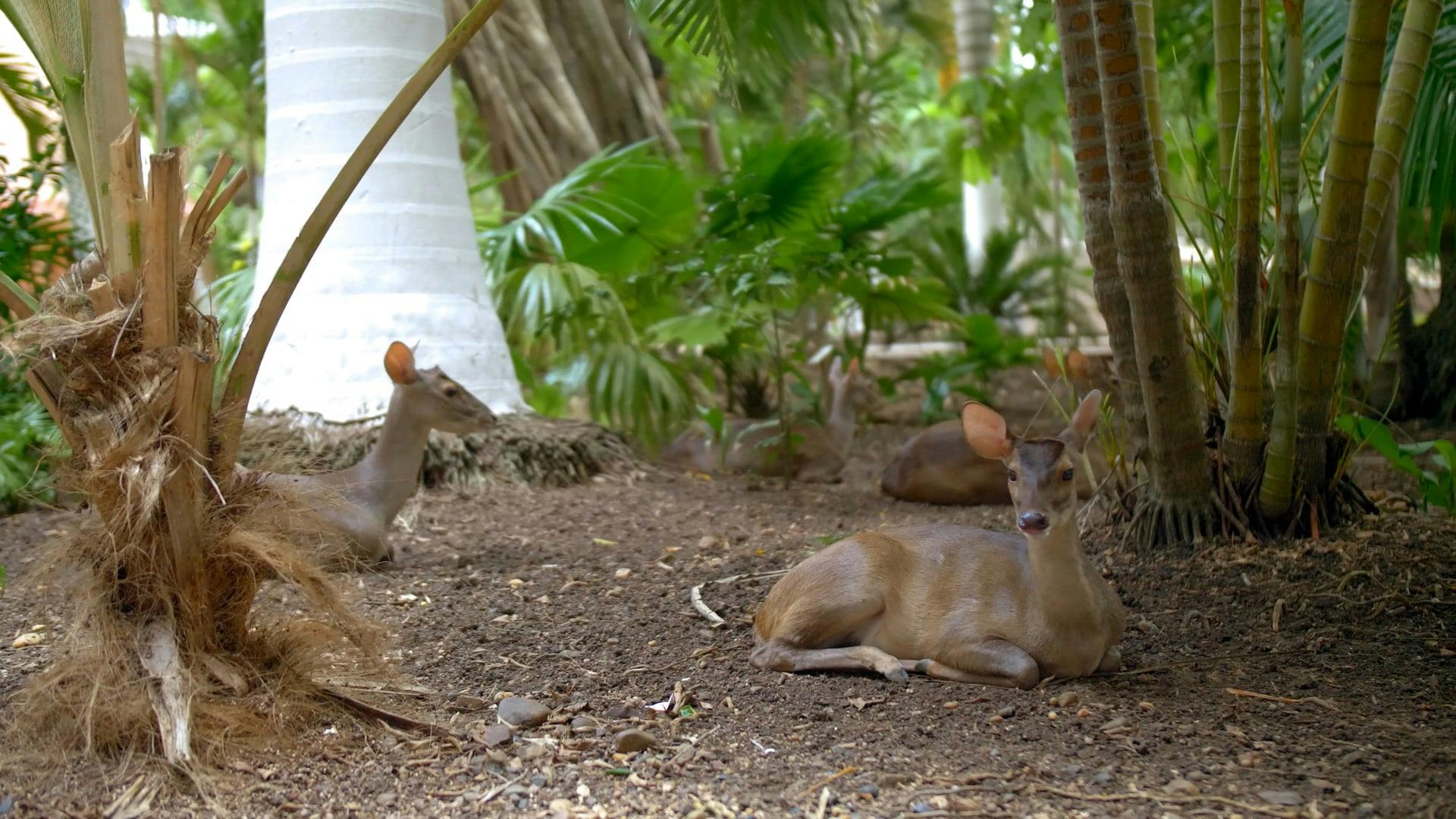 deer in the rain Free Stock Video Footage, Royalty-Free 4K & HD Video Clip