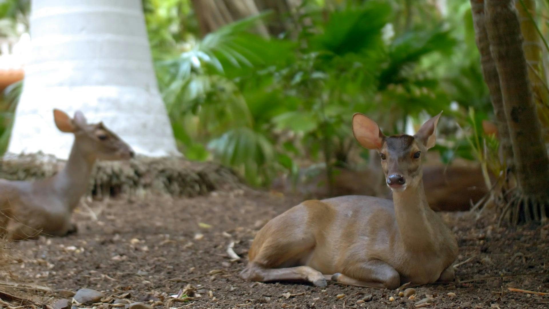 Deer in Forest Free Stock Video Footage, Royalty-Free 4K & HD Video Clip