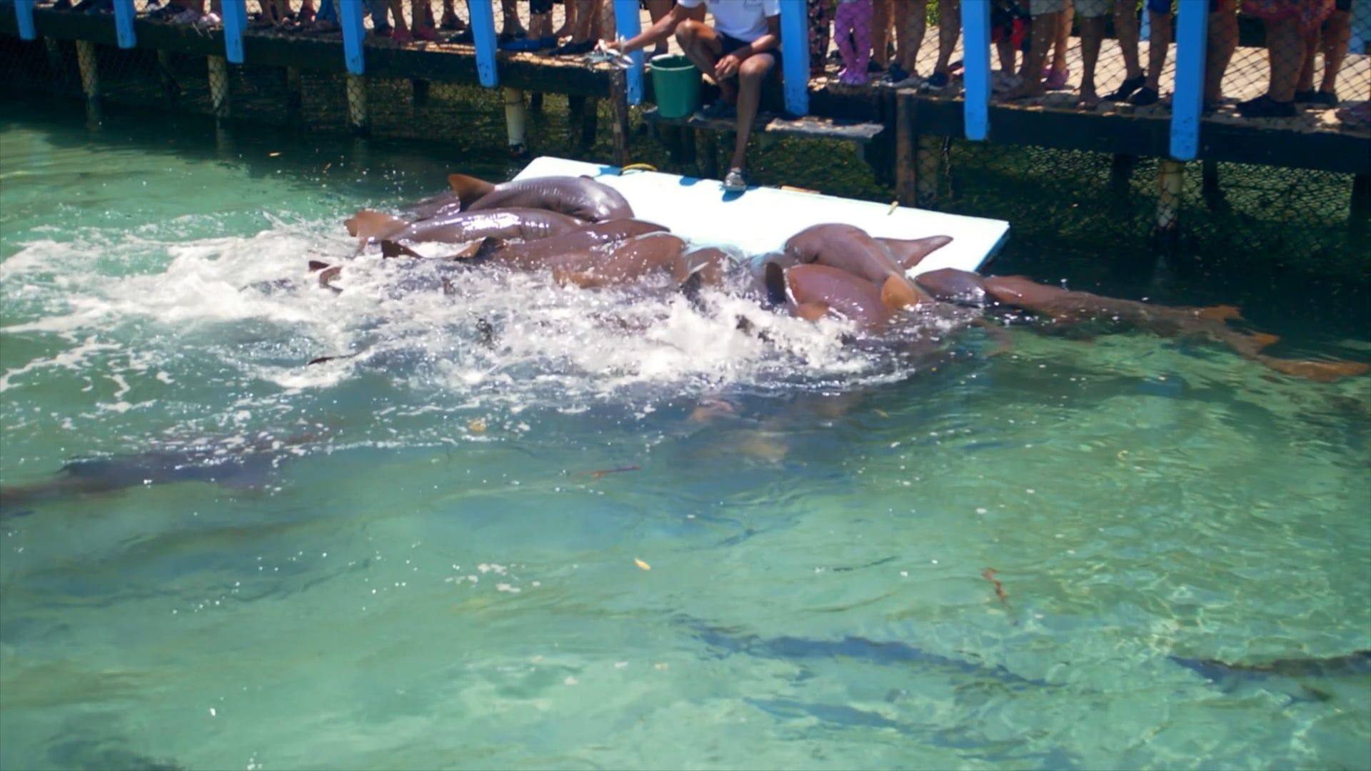Feeding Fishes in Zoo in Slow Motion Free Stock Video Footage, Royalty ...