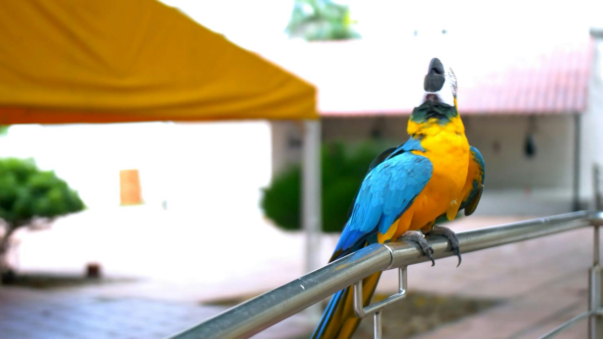 Parrot Perching on Railing Free Stock Video Footage, Royalty-Free 4K ...