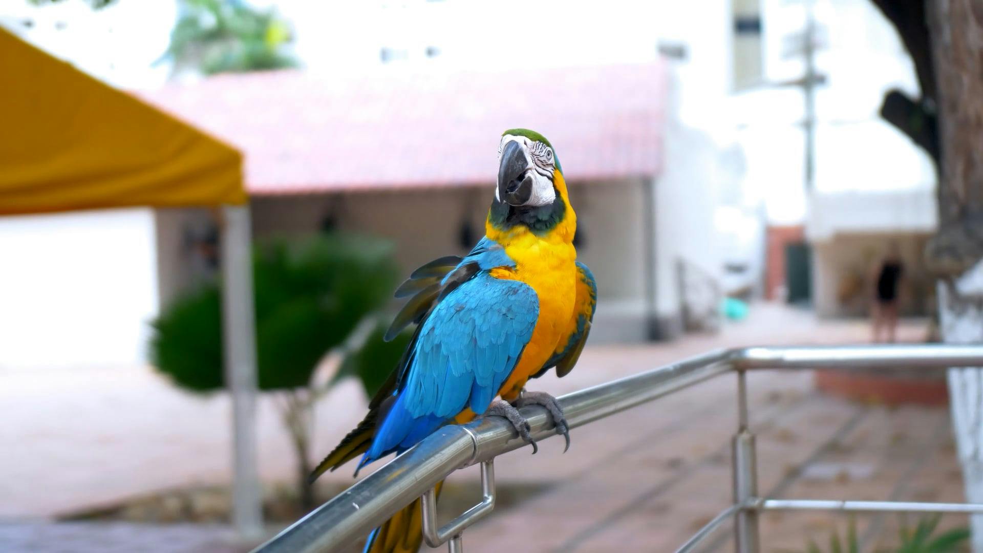 A Green Parrot Perched On A Glass Window Ledge Free Stock Video Footage ...