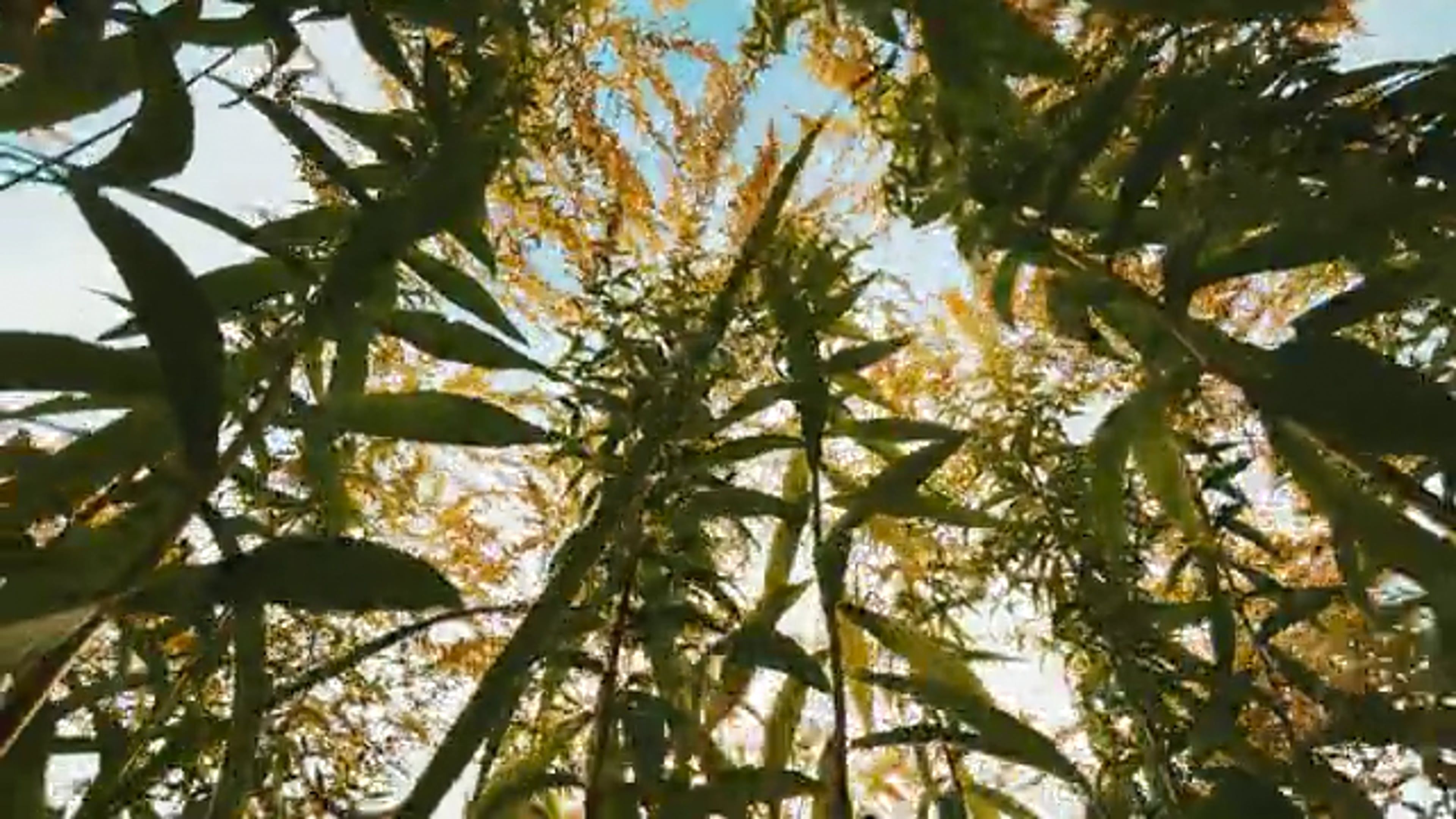 Flower Waving on Wind Free Stock Video Footage, Royalty-Free 4K & HD ...