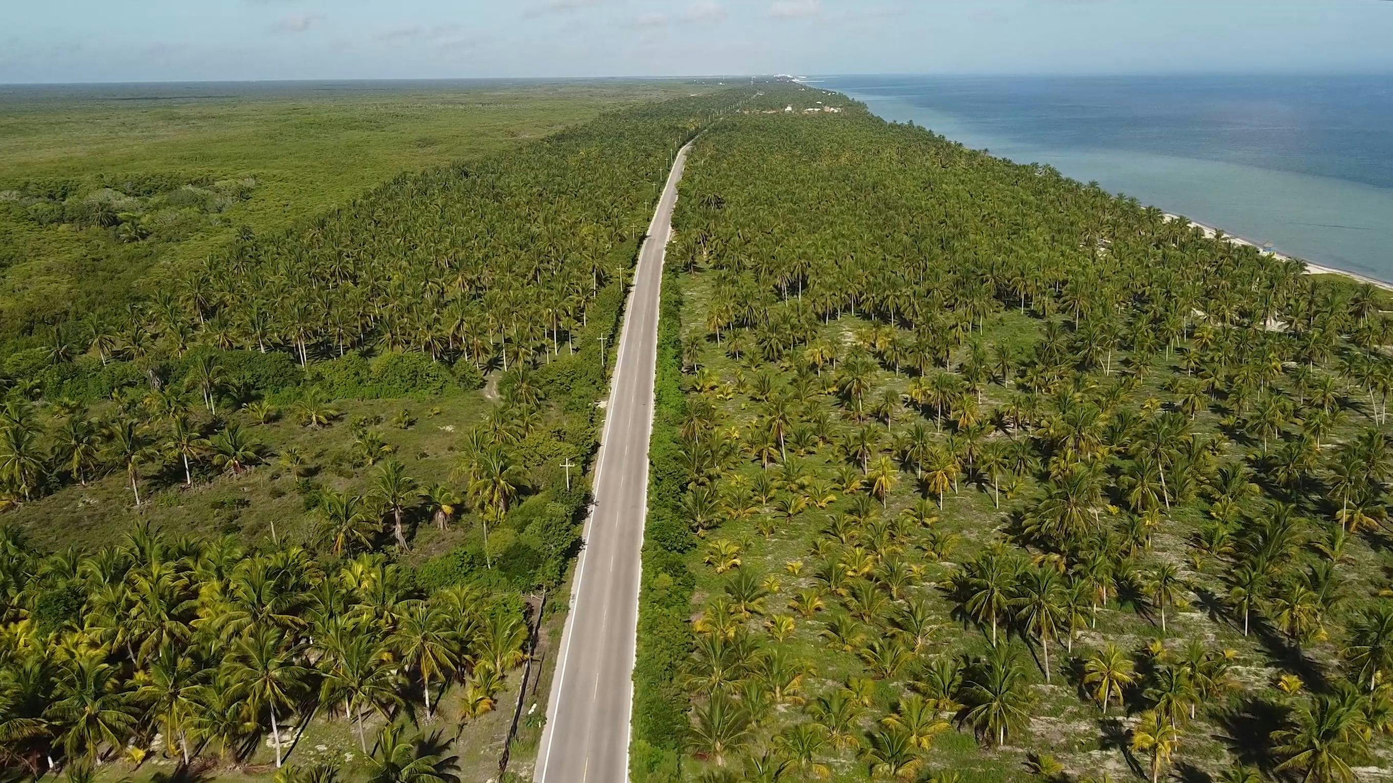Drone View of a Road and Coconut Trees by the Sea Free Stock Video ...