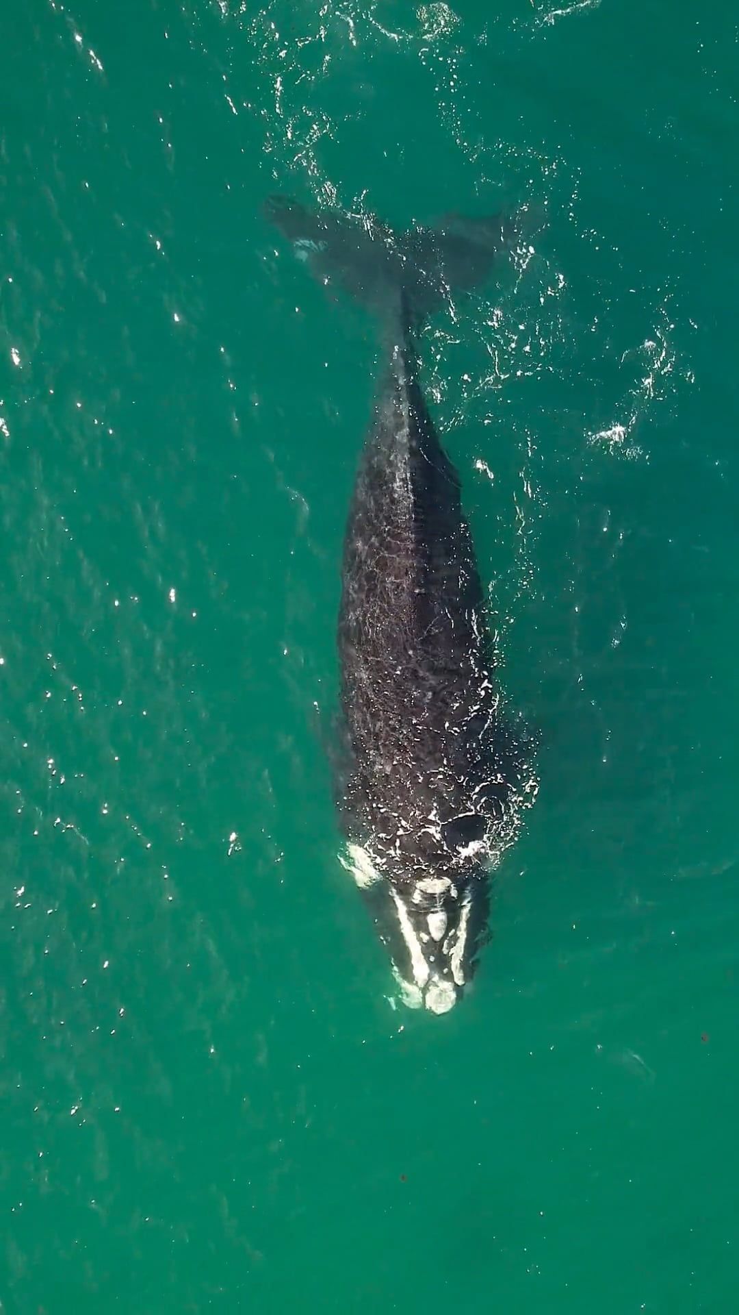 Whale Watching Videos, Download The BEST Free 4k Stock Video Footage ...