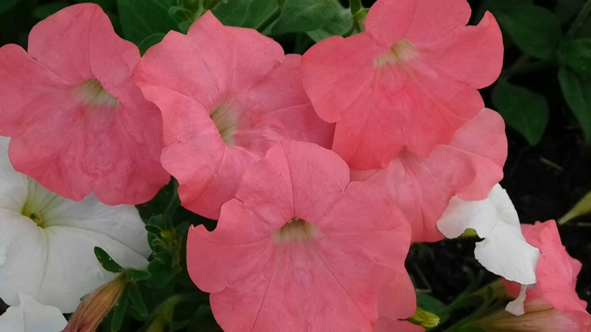 Petúnia Spp Videos, Download The BEST Free 4k Stock Video Footage ...