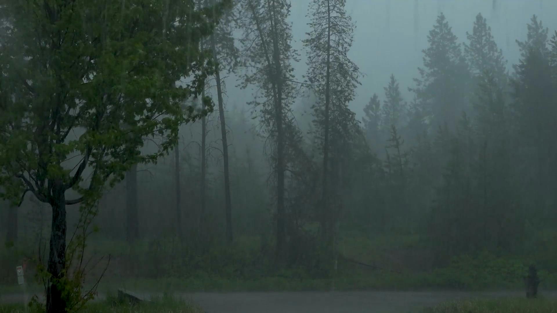 Downpour in Forest Free Stock Video Footage, Royalty-Free 4K & HD Video ...