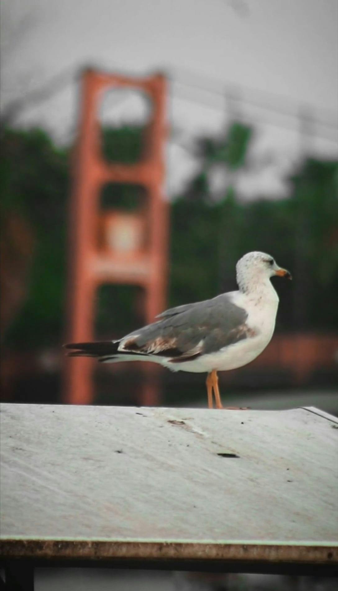 Vídeos de stock gratuitos sobre acero, al aire libre, alto, animal ...