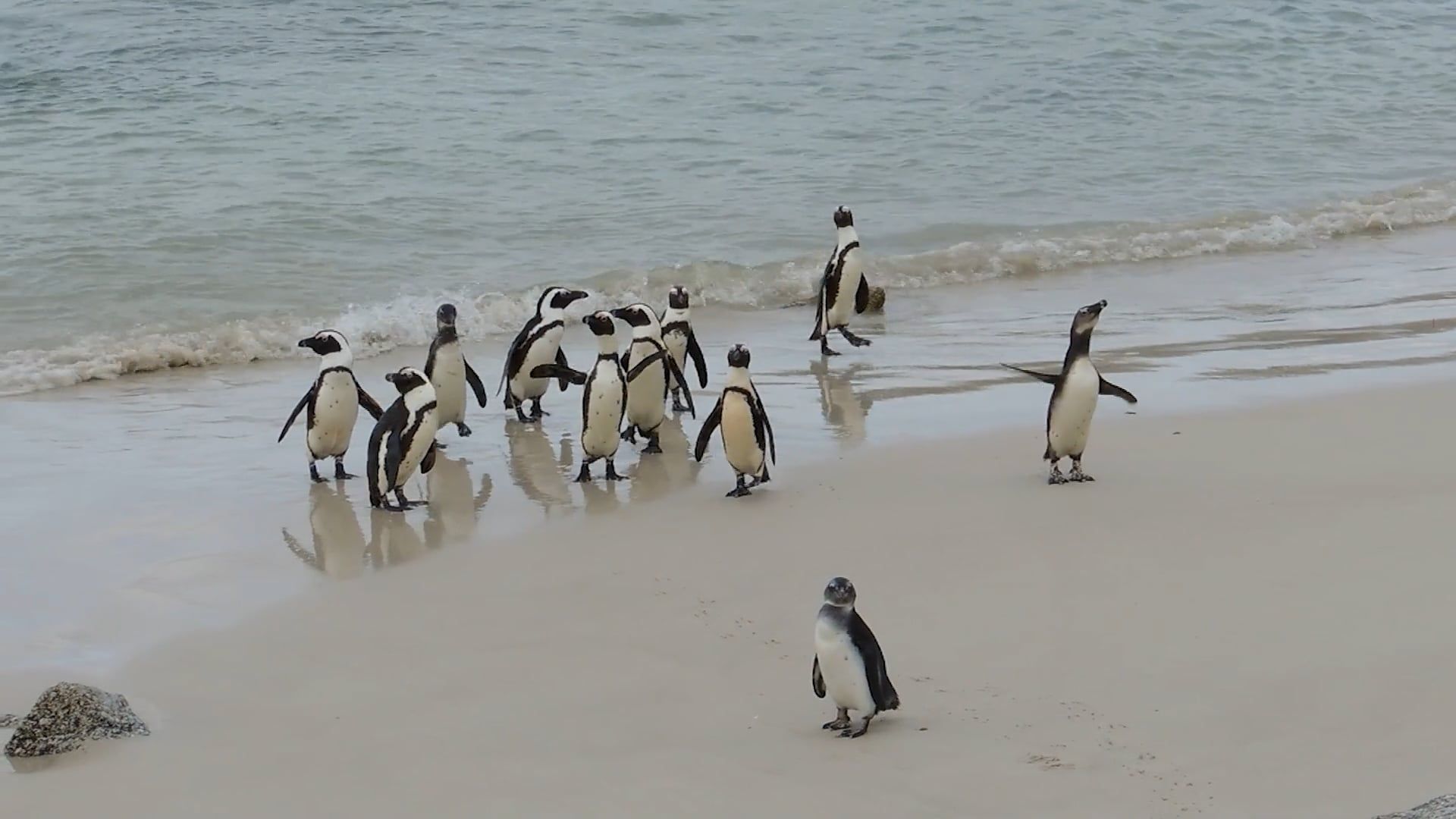 African Penguins on a Sandy Beach Free Stock Video Footage, Royalty ...
