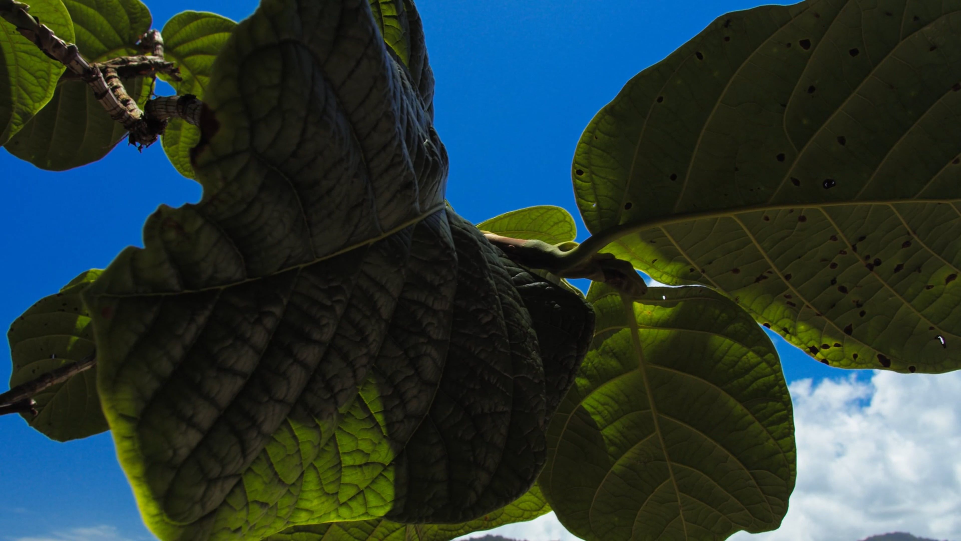 Leaves and Beach Free Stock Video Footage, Royalty-Free 4K & HD Video Clip