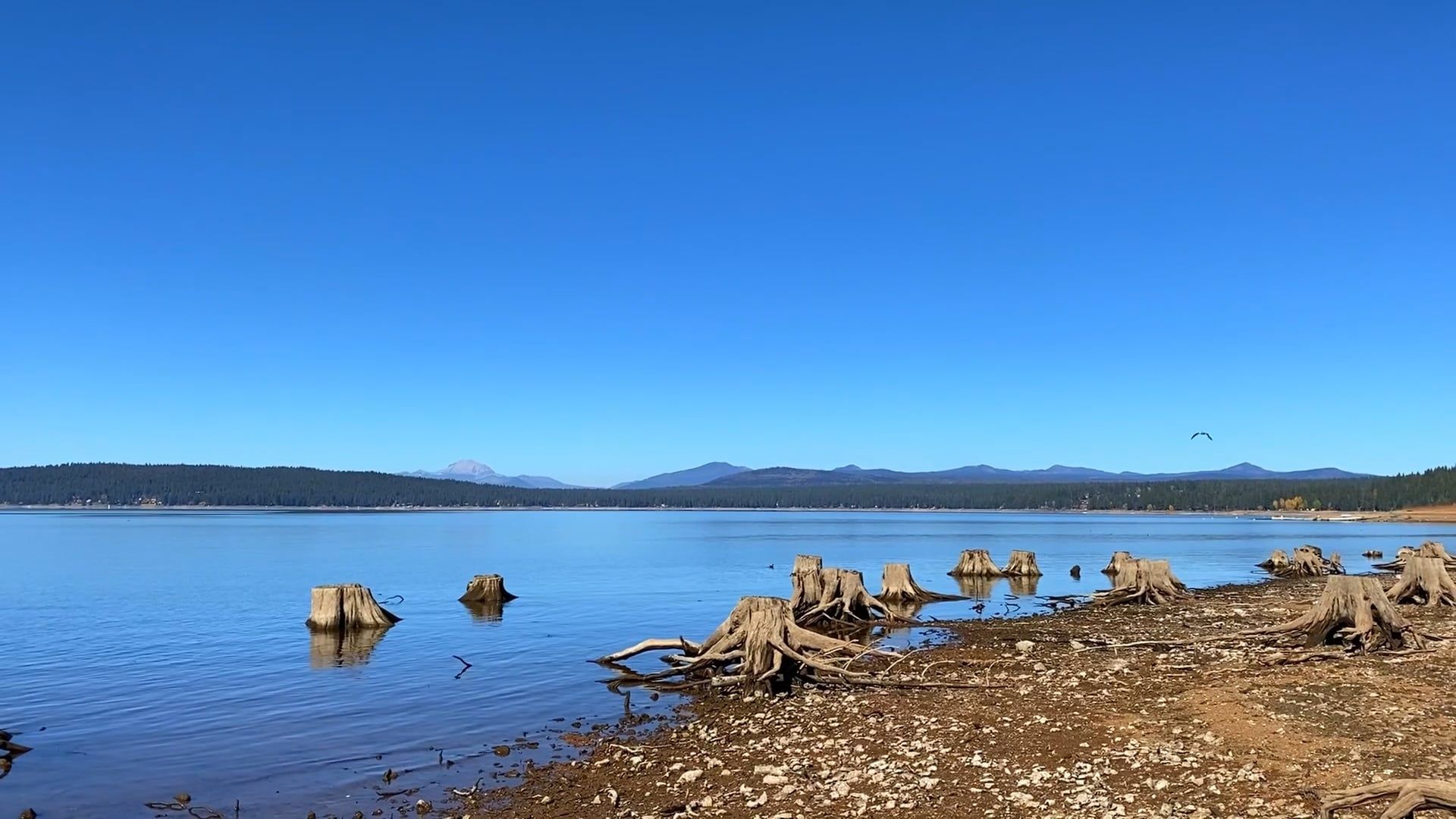 Tree Trunks on Lakeshore Free Stock Video Footage, Royalty-Free 4K & HD ...