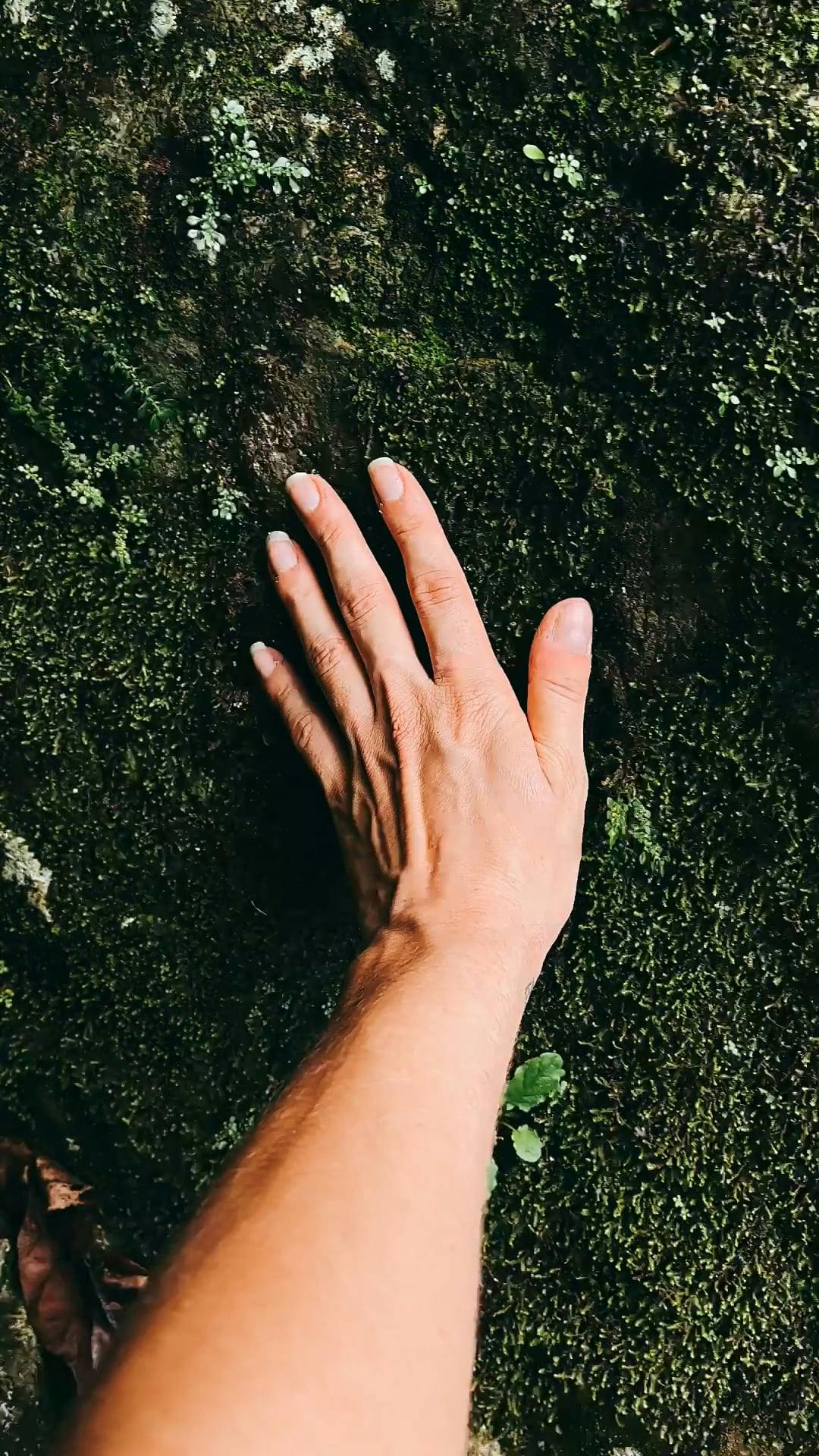 Hand Touching Green Moss Free Stock Video Footage, Royalty-Free 4K & HD ...
