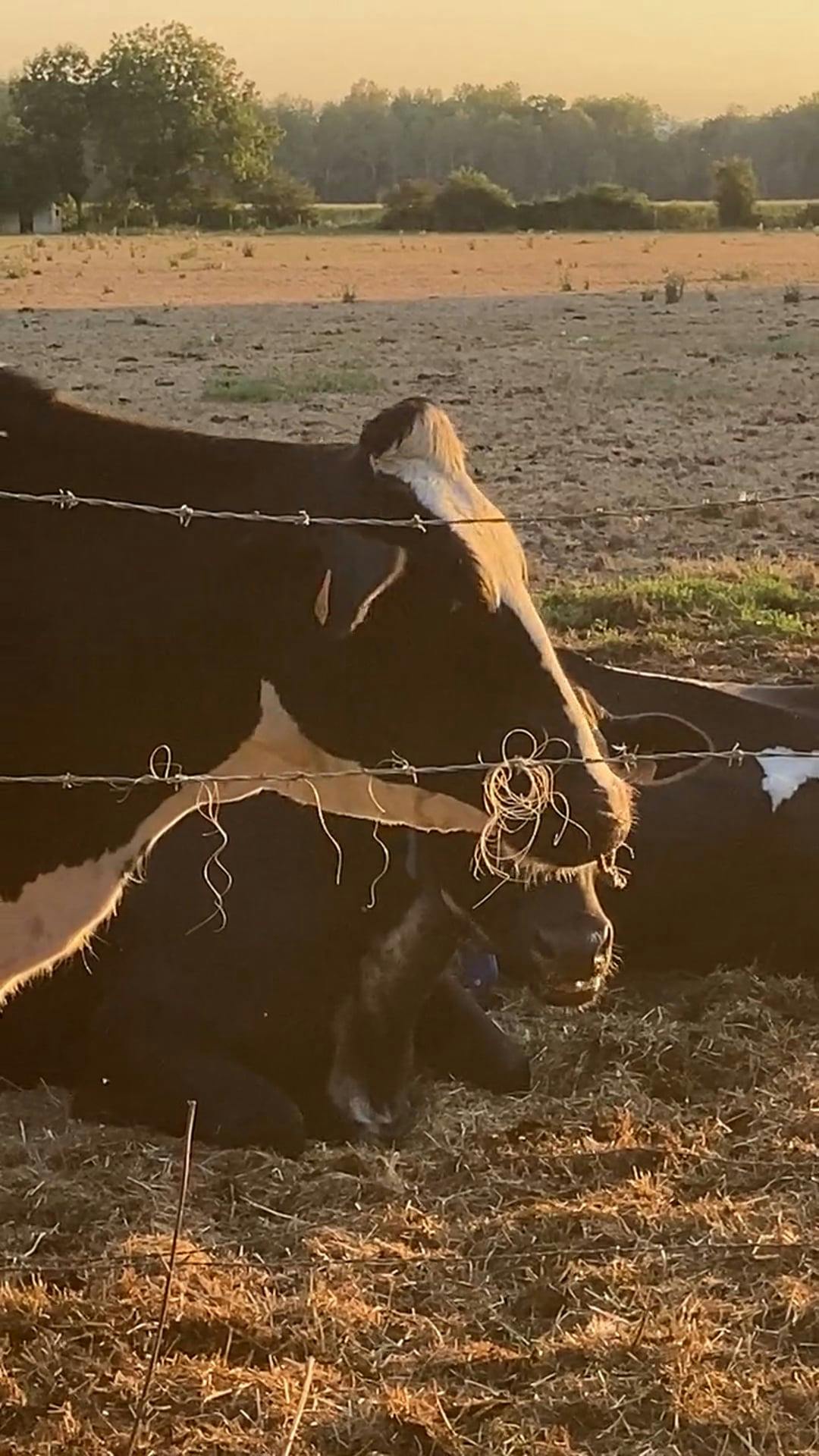 1 190+ Vidéos De 컴샷av배우 avnjoy cow 일본야동고화질 핸잡야동영상 기구야동보는곳 일본av고화질 색상 ...