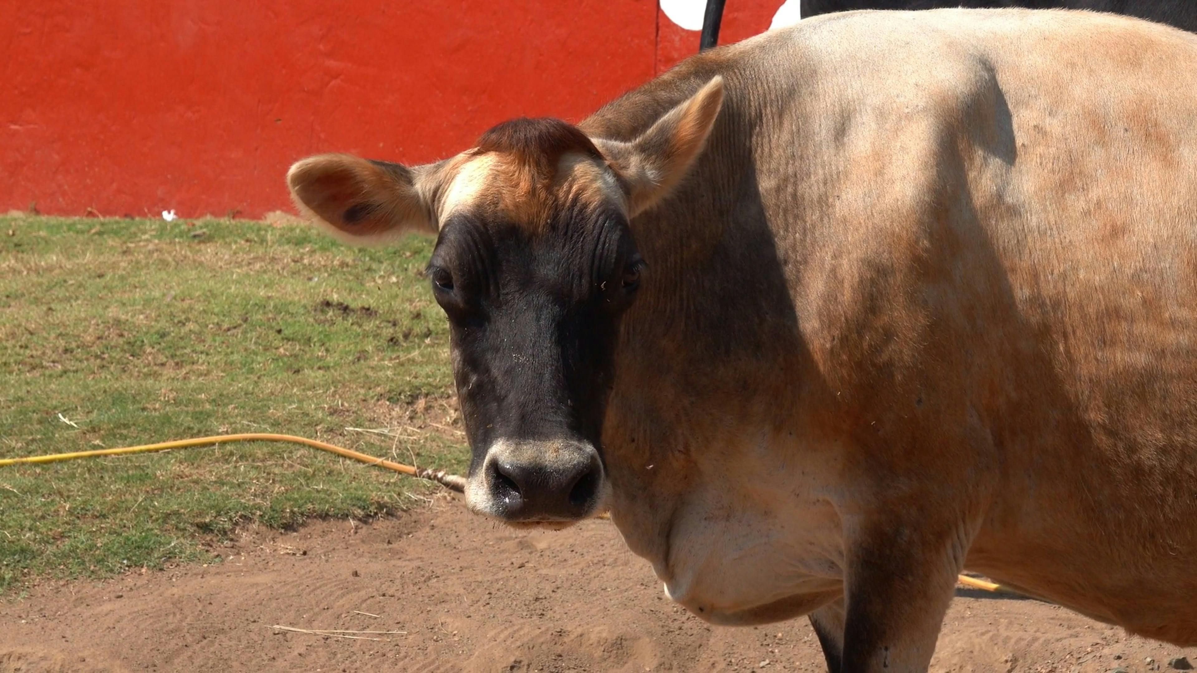 Close-up View of Cow on Farm Free Stock Video Footage, Royalty-Free 4K ...