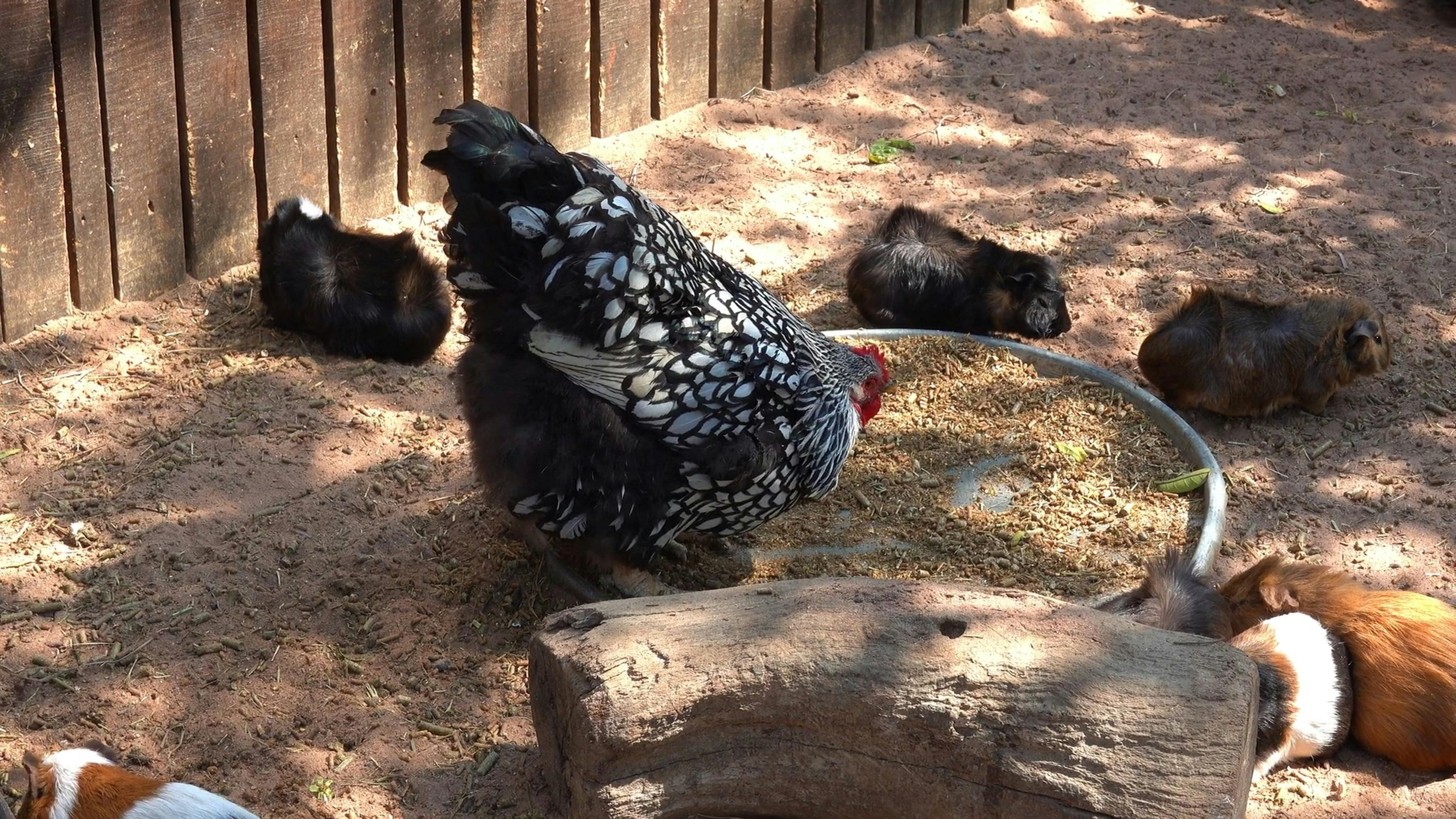 Pig Chicken Videos, Download The BEST Free 4k Stock Video Footage & Pig ...