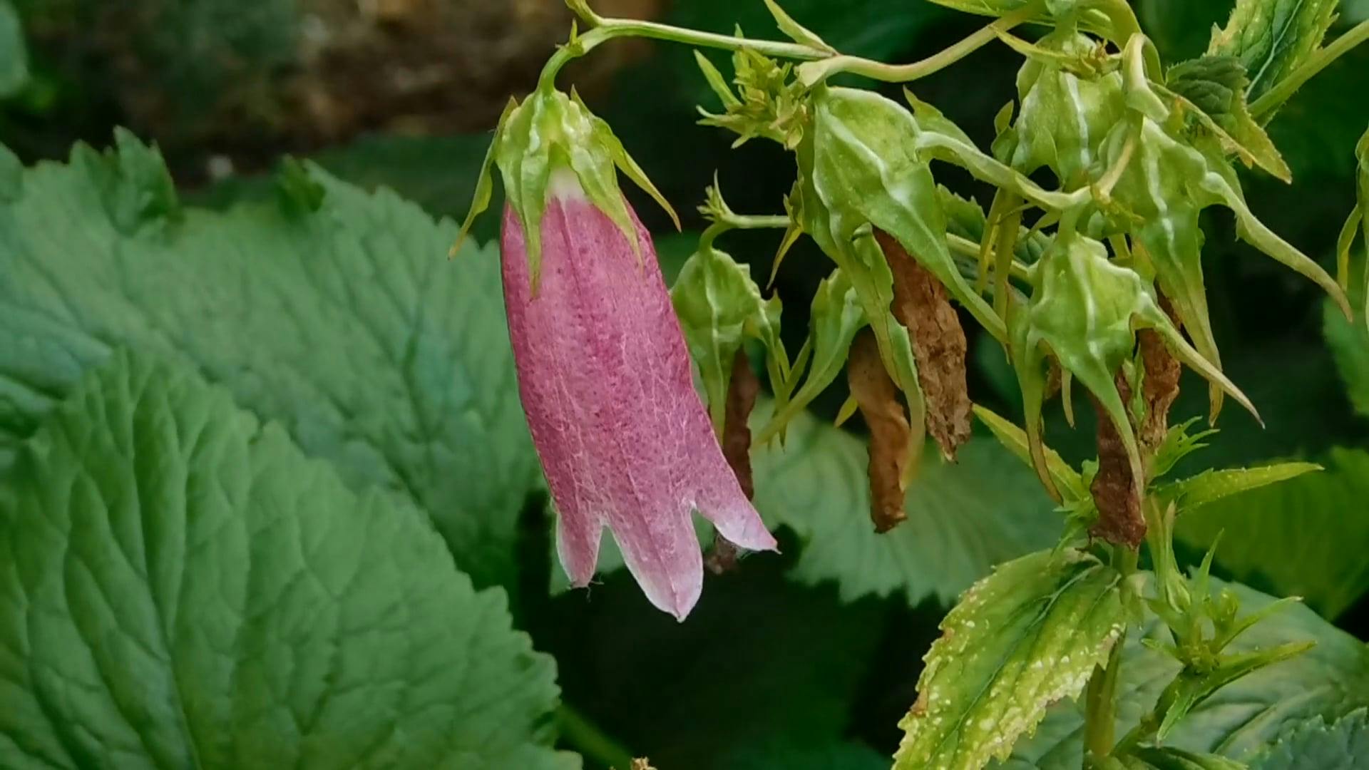 Bell Flowers In Bloom · Free Stock Video
