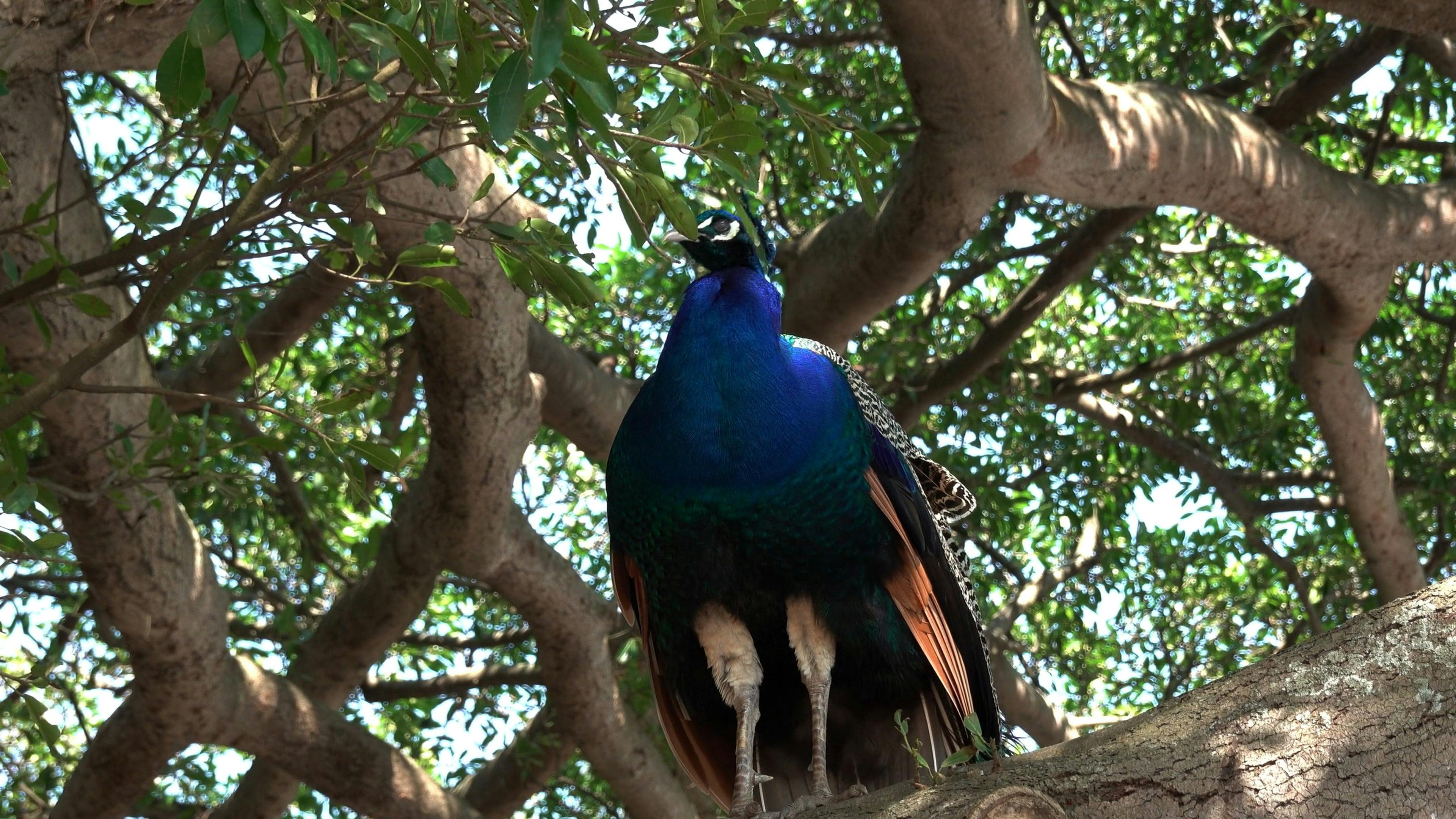 Bird on Tree Free Stock Video Footage, Royalty-Free 4K & HD Video Clip