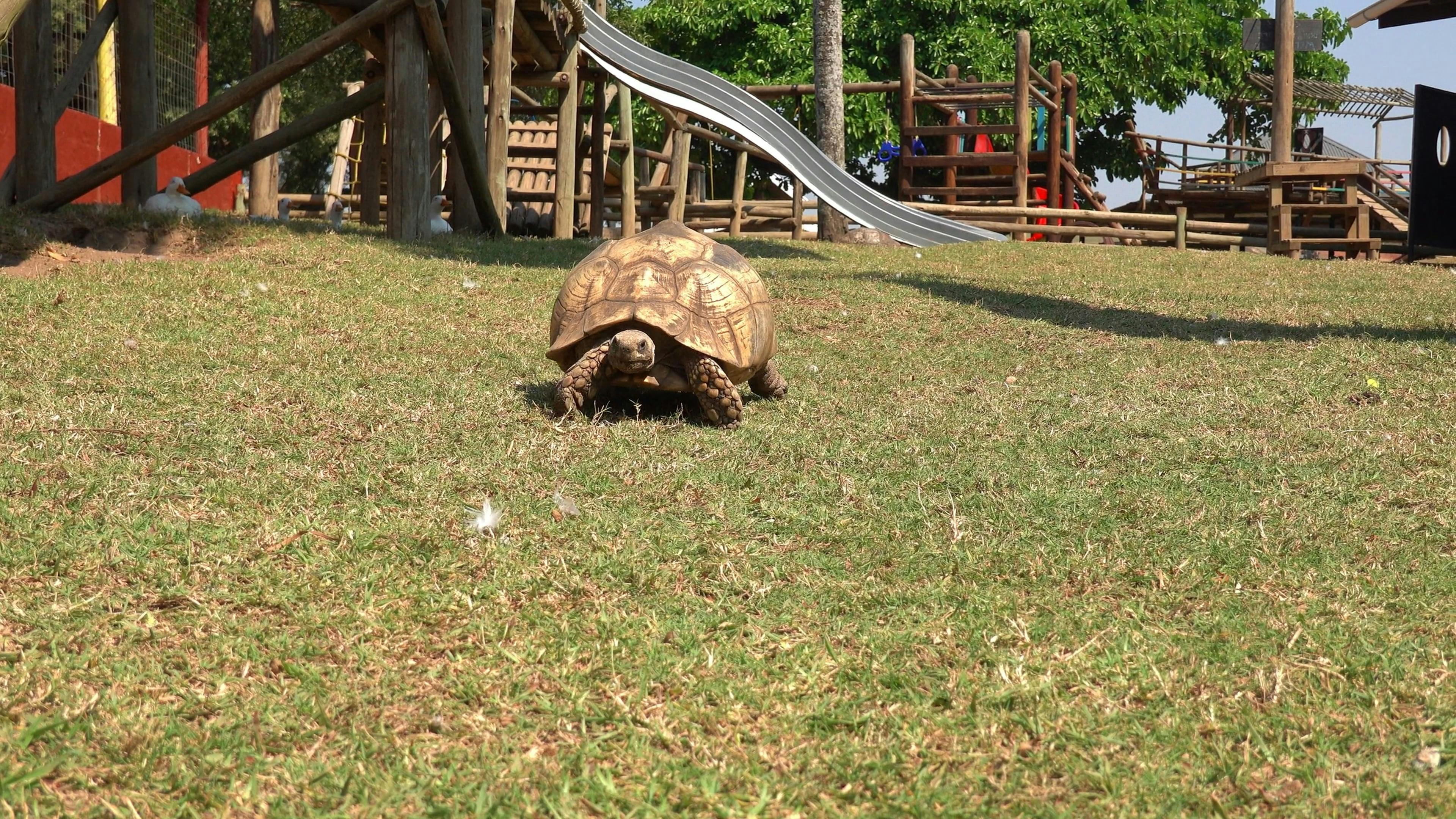 Turtle on Playground Free Stock Video Footage, Royalty-Free 4K & HD ...