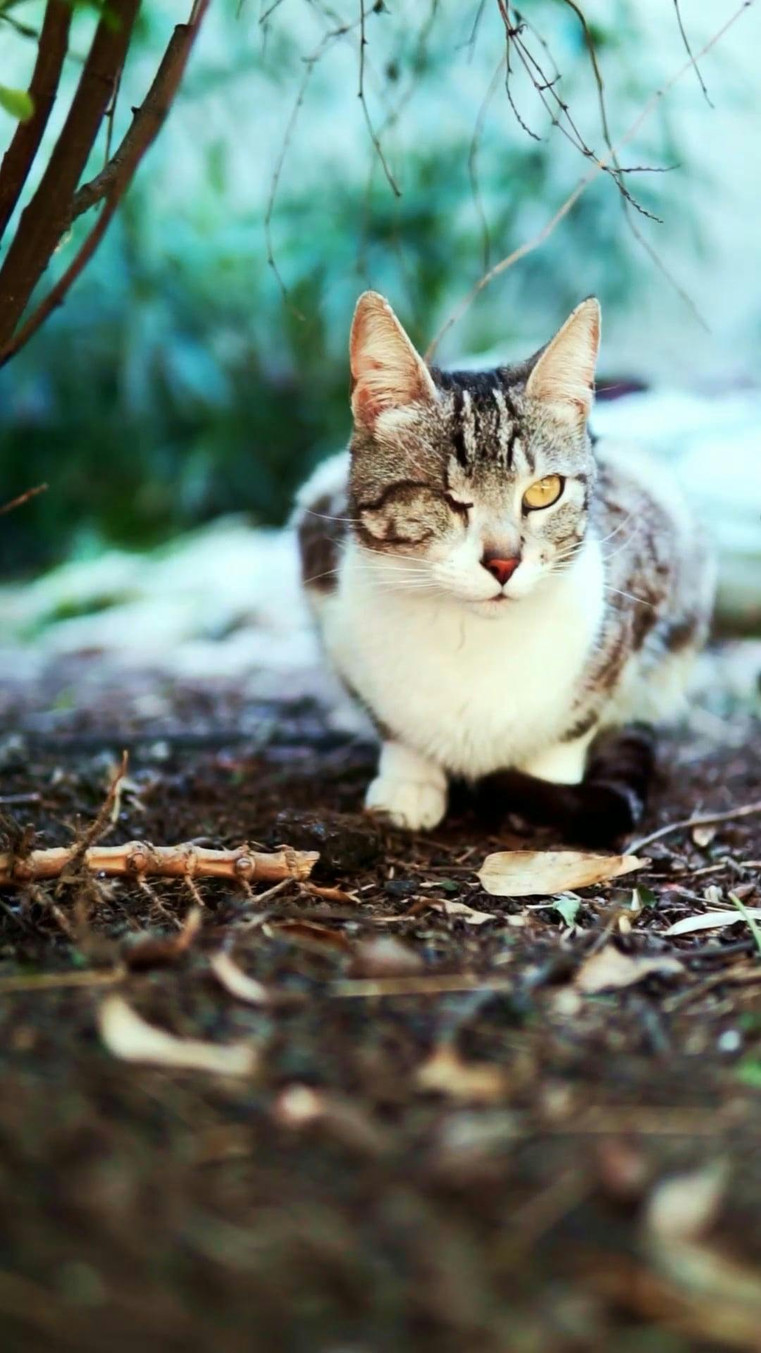 Forrest Cat Wallpaper Videos, Download The BEST Free 4k Stock Video ...