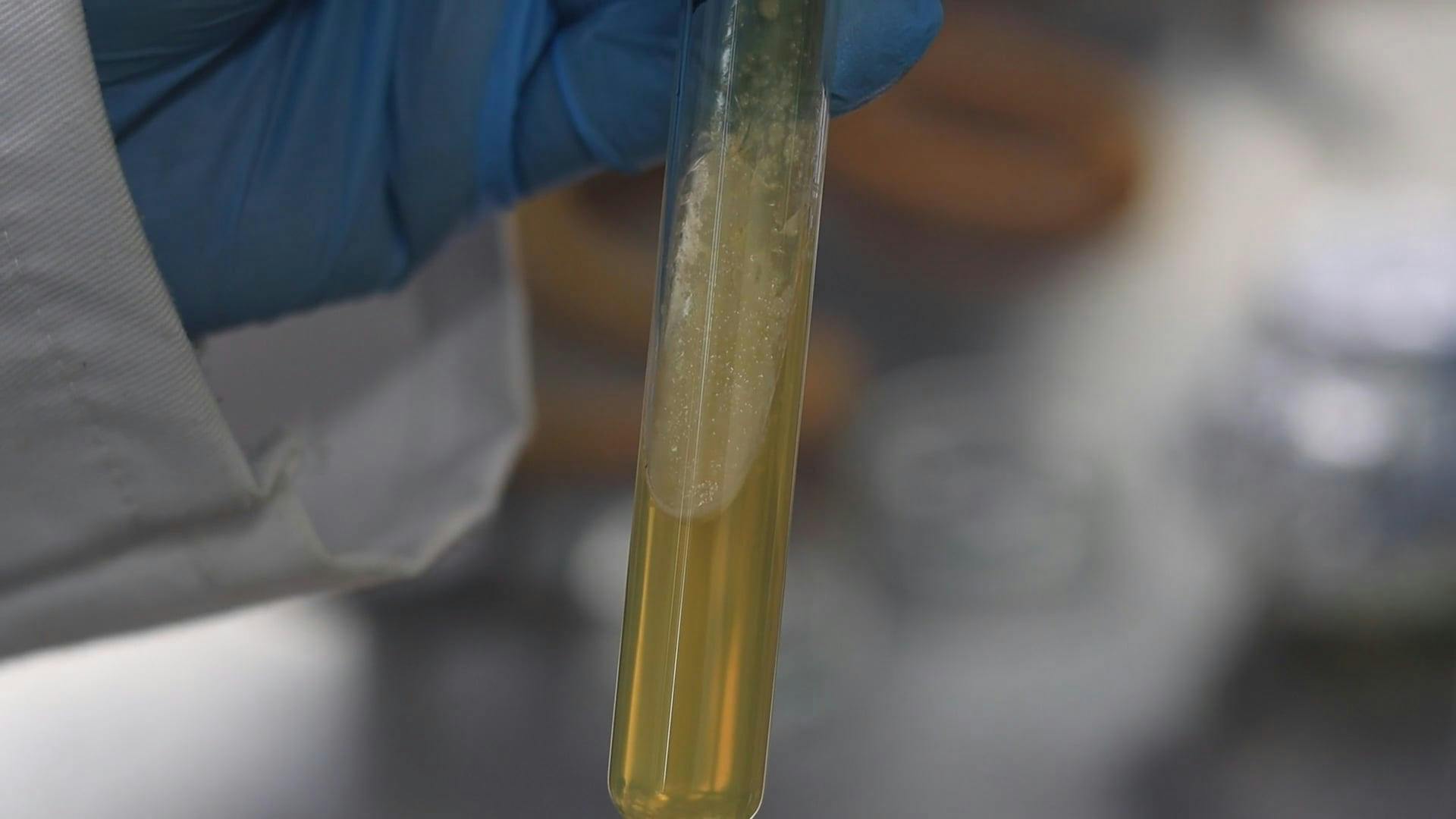 Close-Up Video Of A Person Pouring Mixture On A Tube Free Stock Video ...