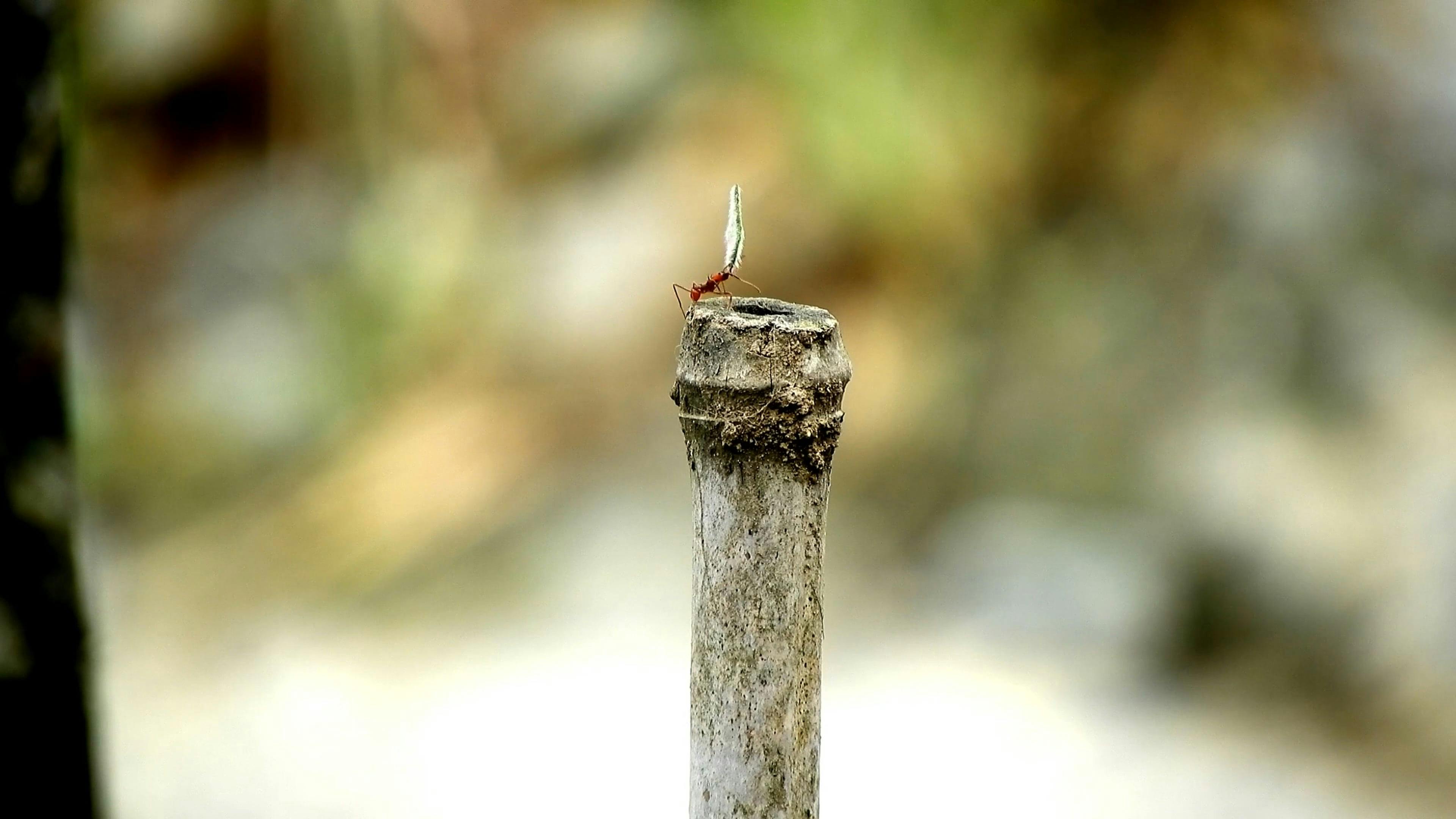 Biological Instinct Videos, Download The BEST Free 4k Stock Video ...