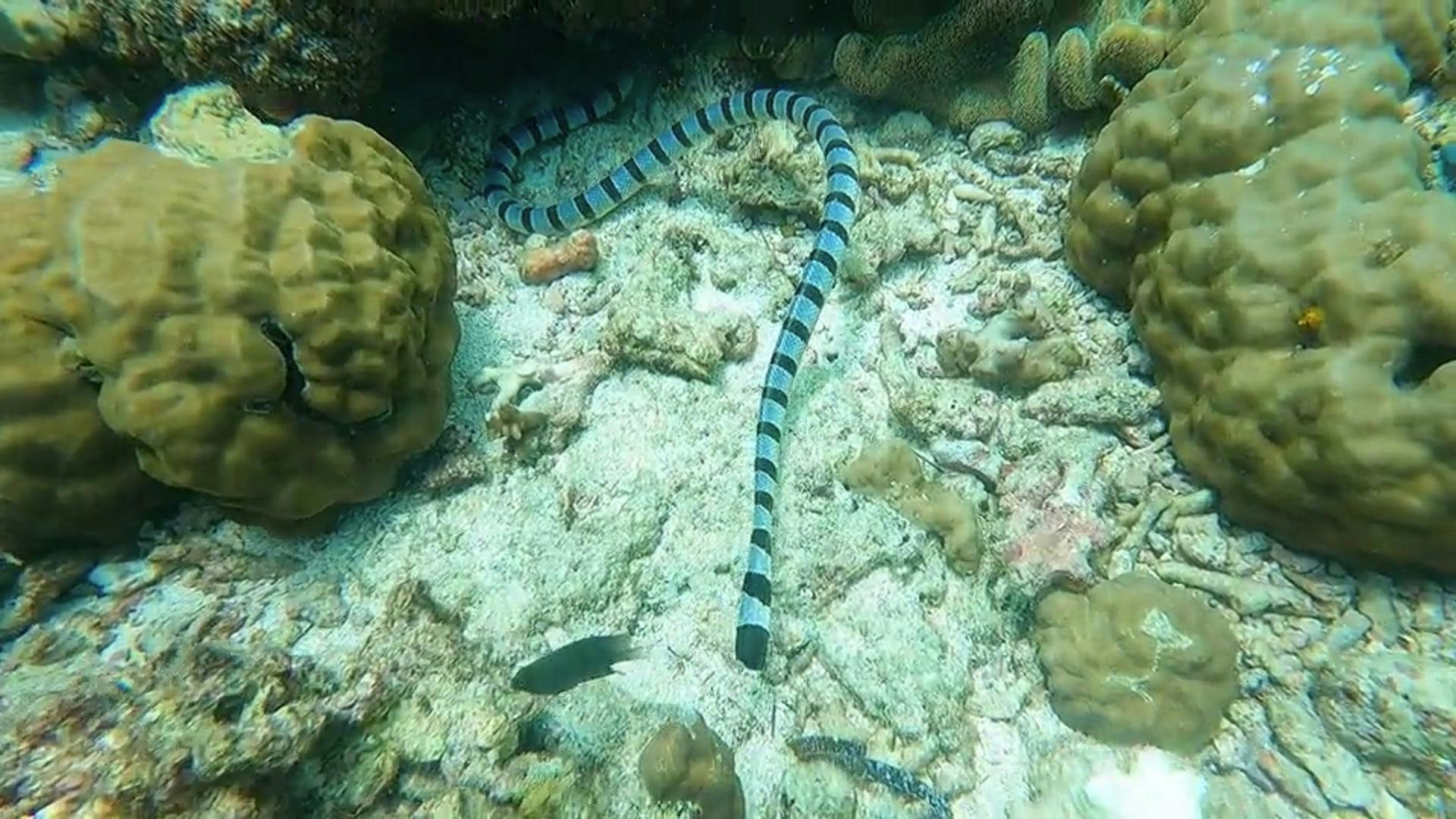 Close up of Sea Snake Free Stock Video Footage, Royalty-Free 4K & HD ...