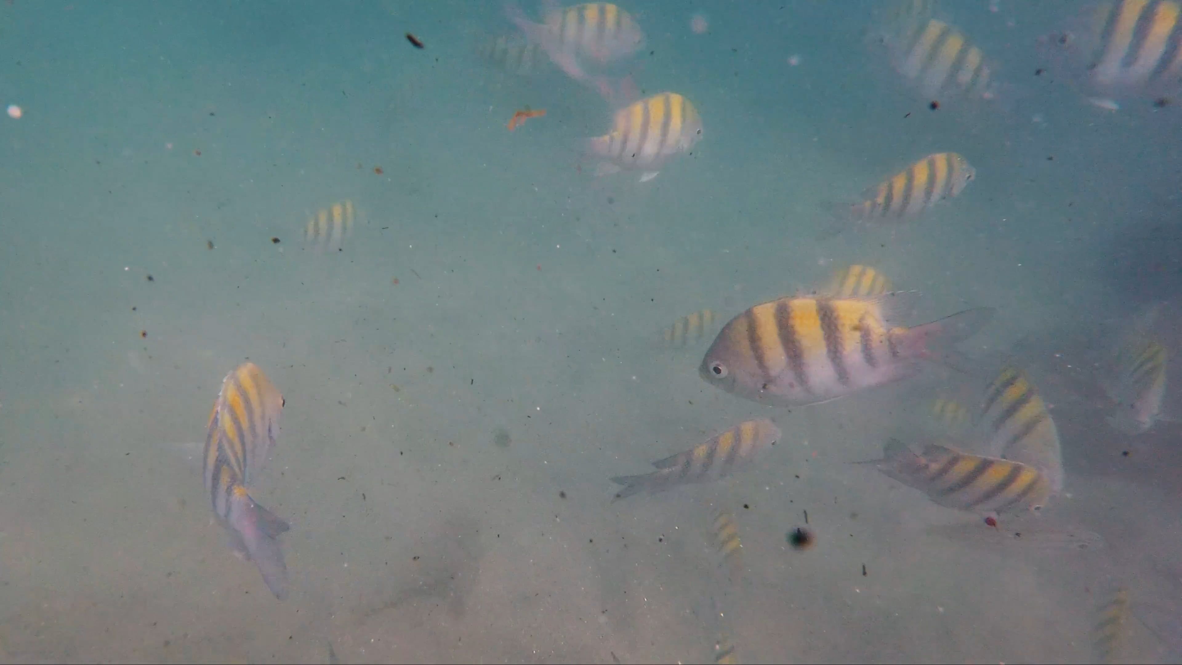A Shoal of Tropical Fish Swimming over a Coral Reef Free Stock Video ...