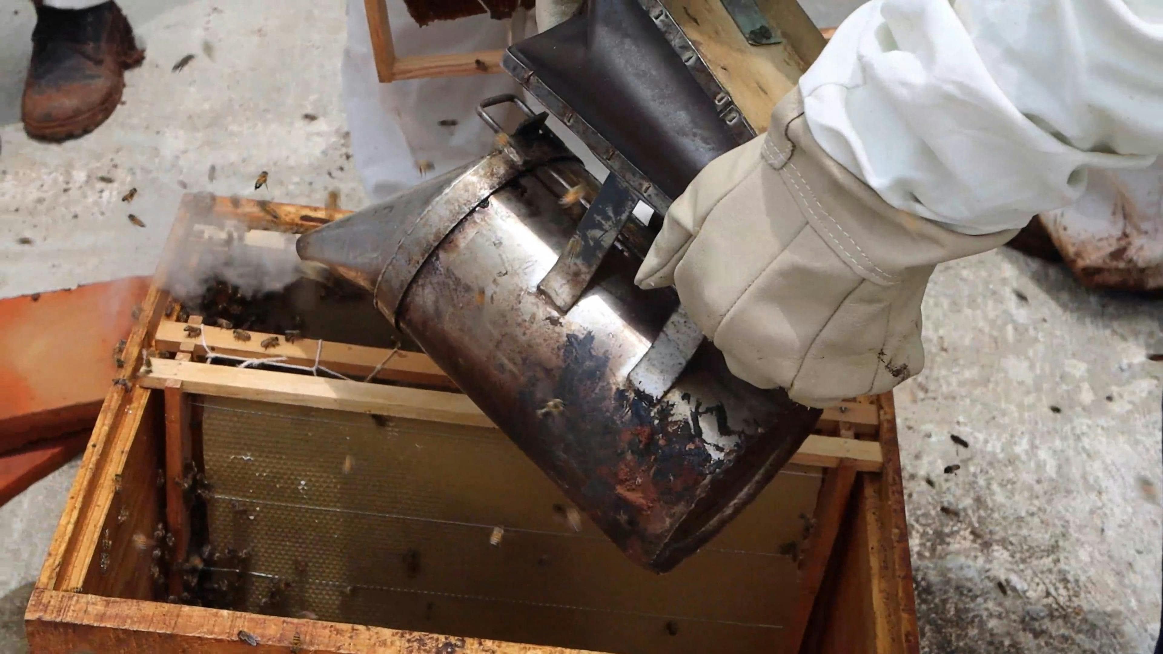 Vídeos de stock gratuitos sobre abejas, abejas fumando, agricultura ...