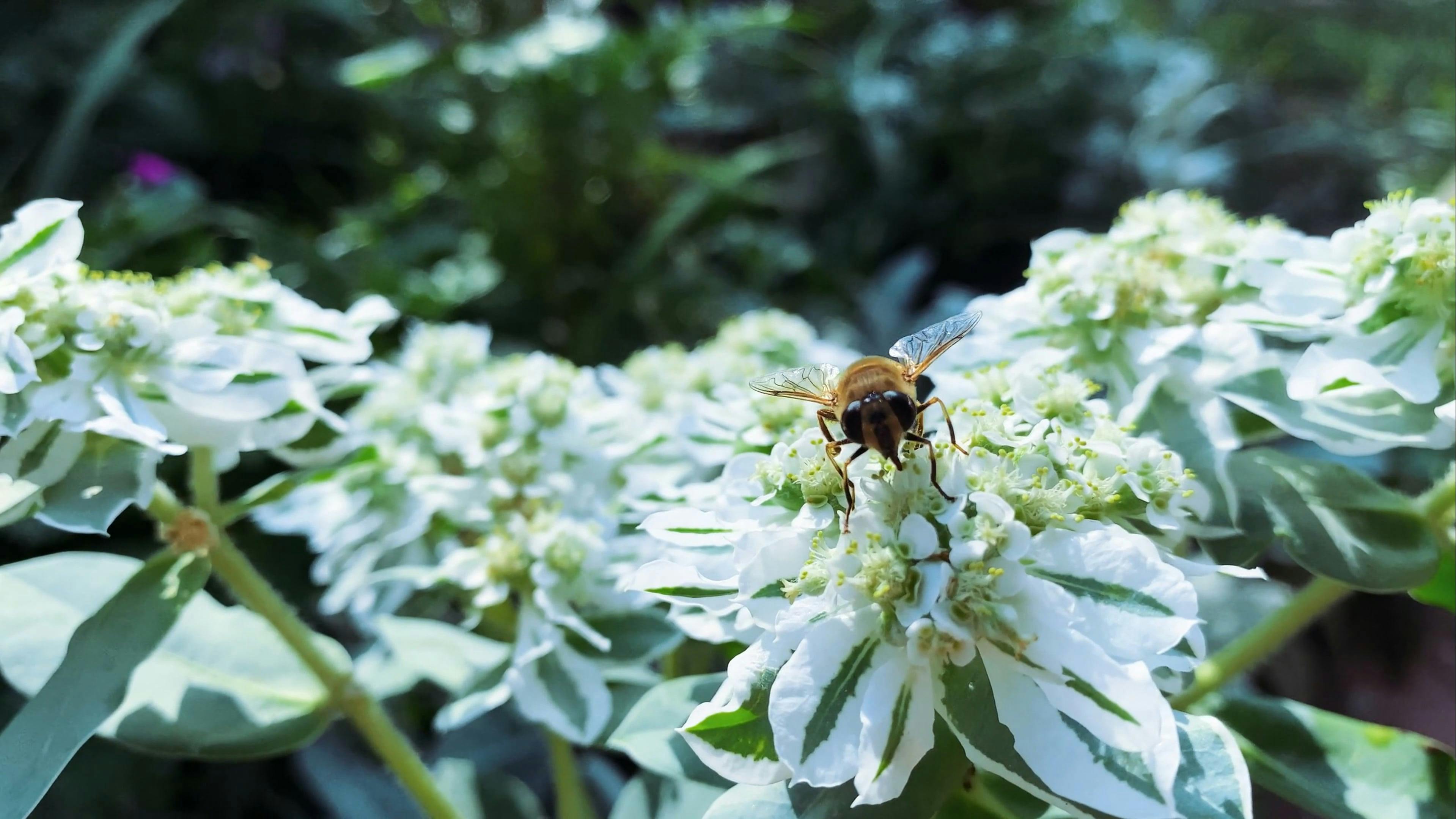 Close up of a Bee on a Garden Plant with White Flowers Free Stock Video ...
