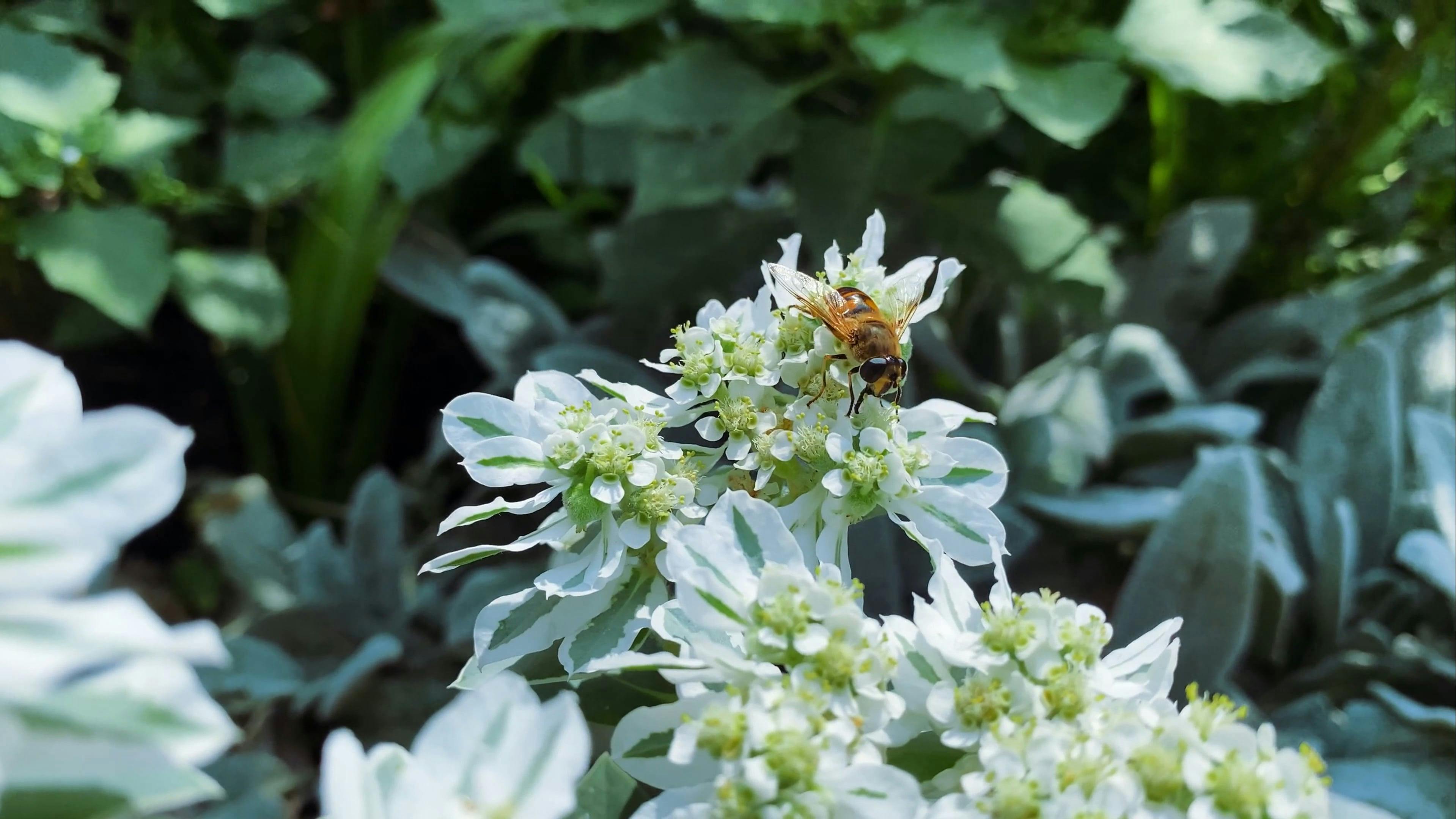 A Bee on a Garden Plant with White Flowers Free Stock Video Footage ...