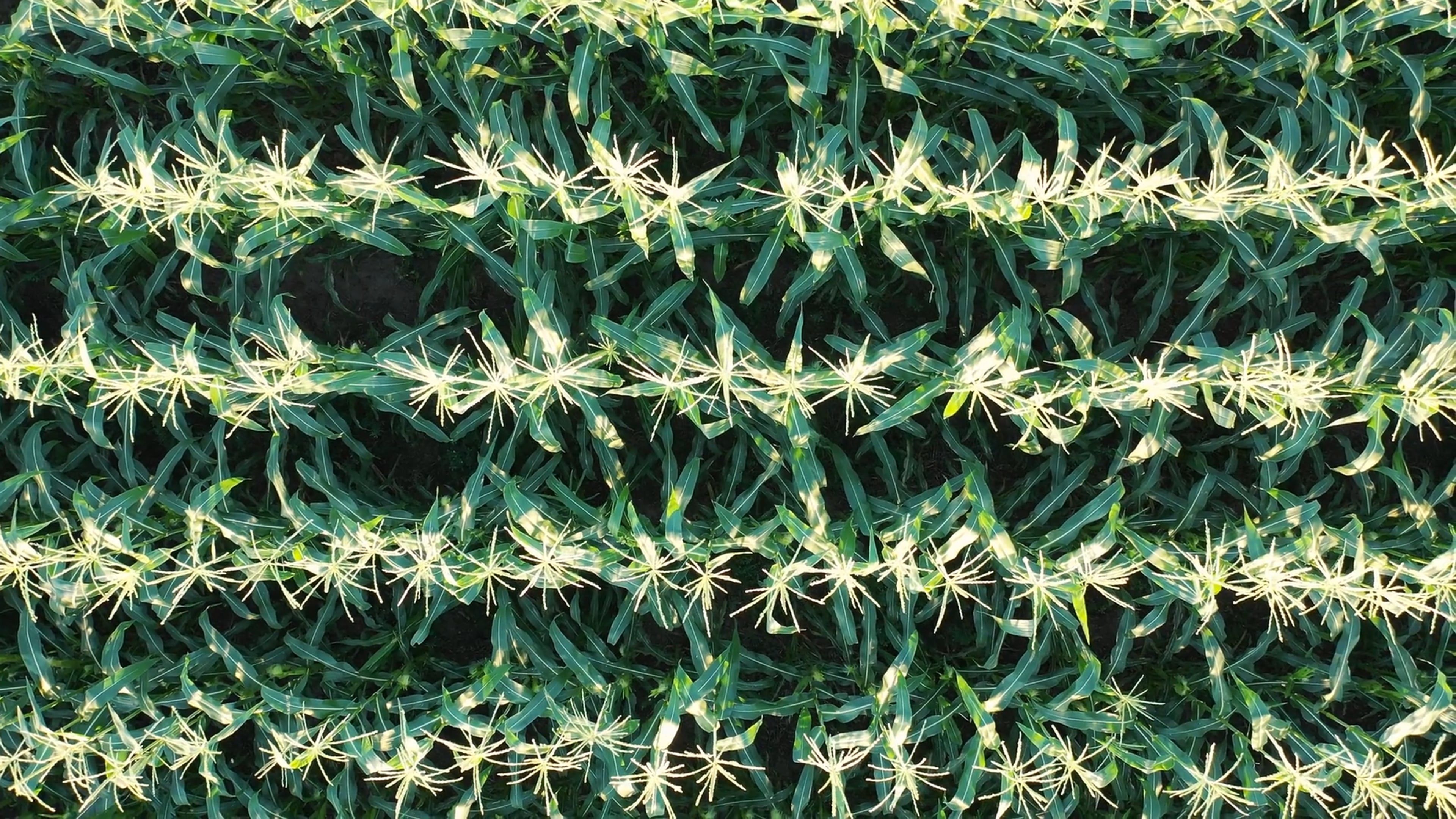 Crops on Rural Field Free Stock Video Footage, Royalty-Free 4K & HD ...