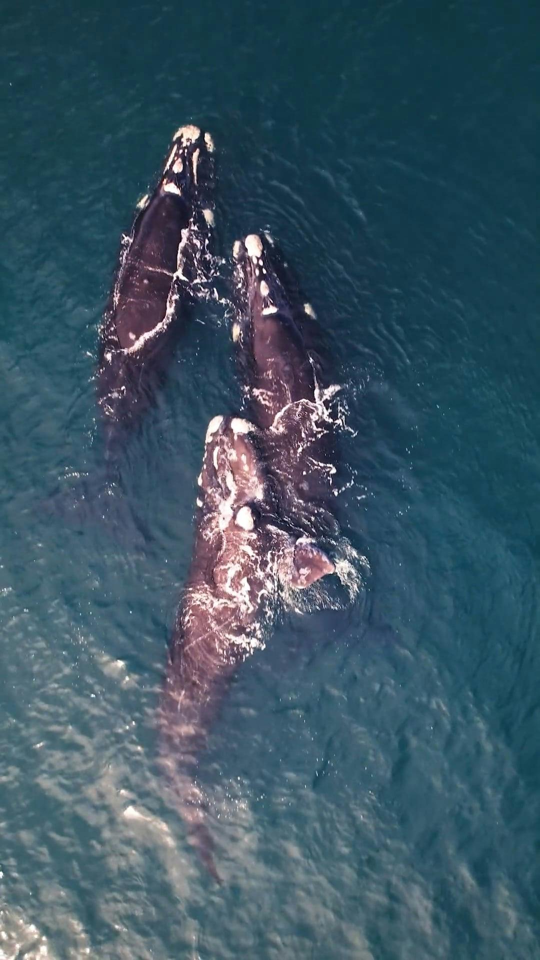 Close up of Whales Free Stock Video Footage, Royalty-Free 4K & HD Video ...