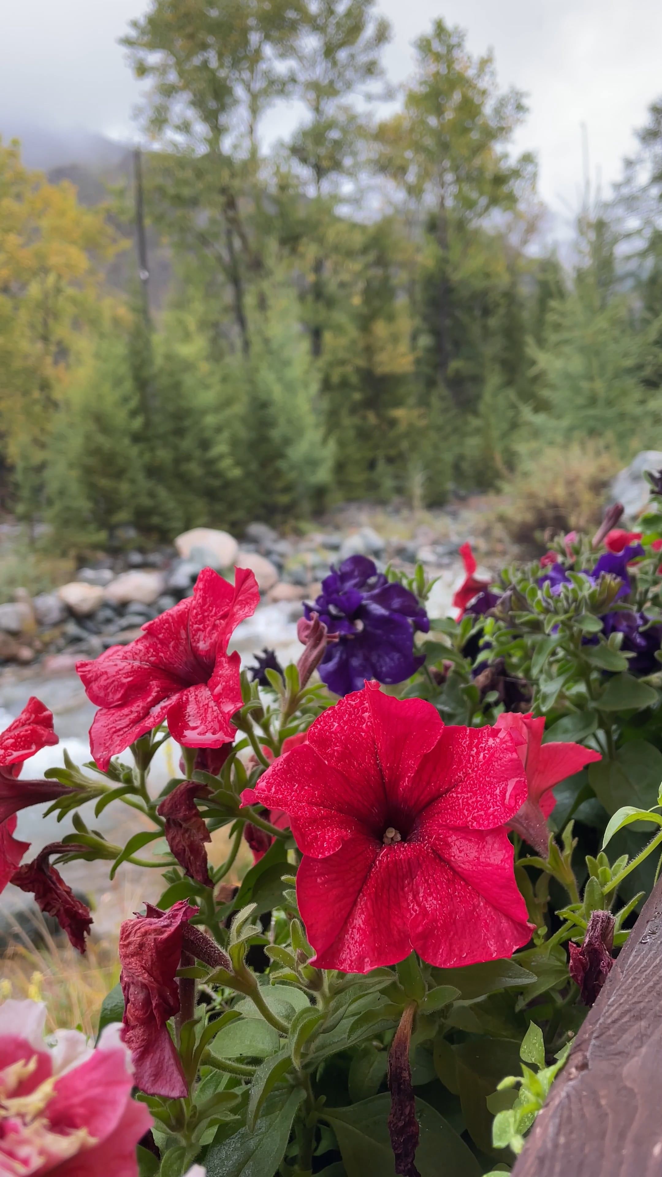 Close up of Colorful Flowers Free Stock Video Footage, Royalty-Free 4K ...