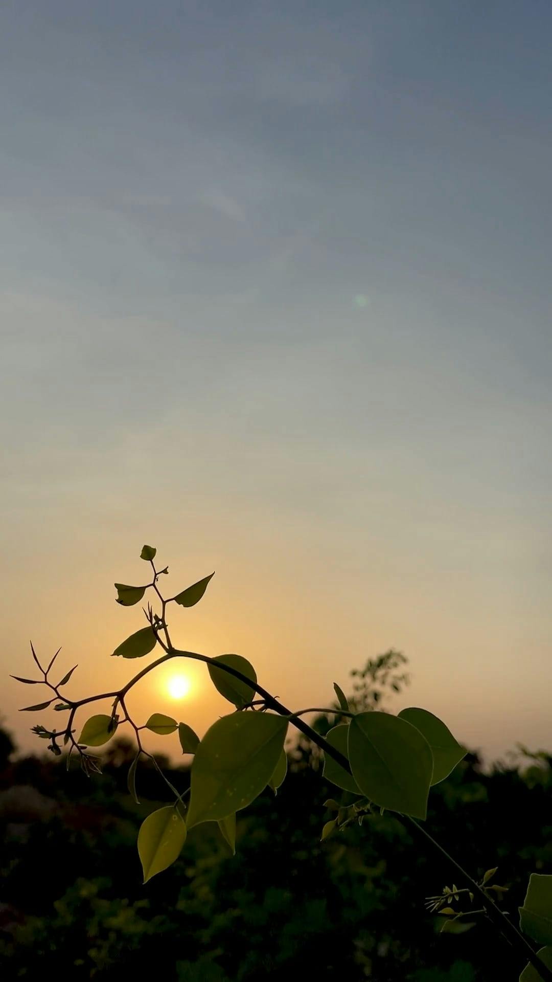 Close up of a Tree Branch at Sunset Free Stock Video Footage, Royalty ...