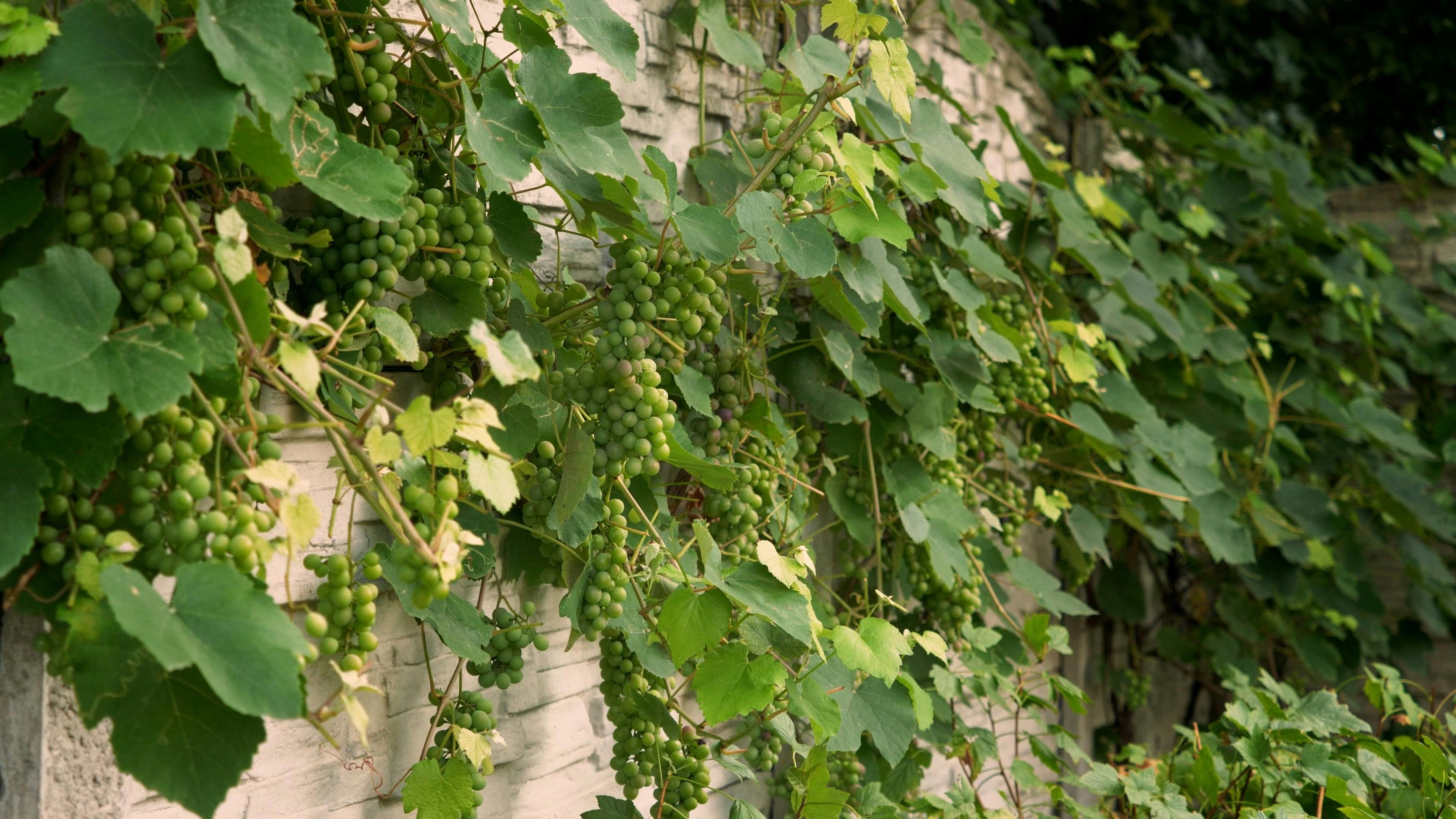 Grapes on Wall Free Stock Video Footage, Royalty-Free 4K & HD Video Clip