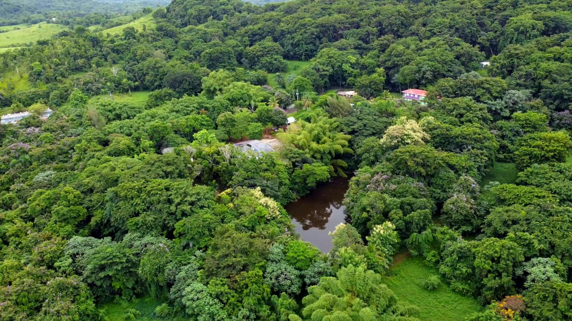 Village in Forest Free Stock Video Footage, Royalty-Free 4K & HD Video Clip