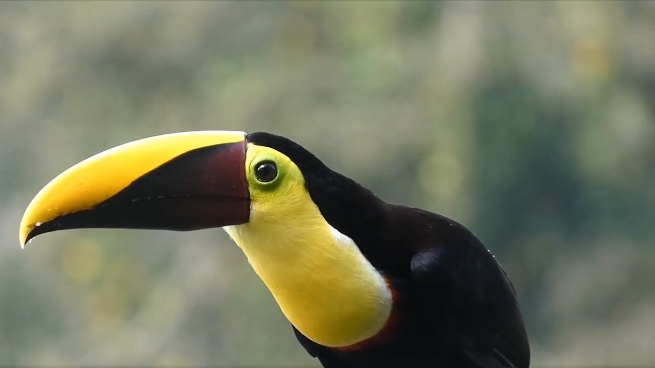 Vídeos de stock gratuitos sobre amazonas, américa del sur, animal, ave ...