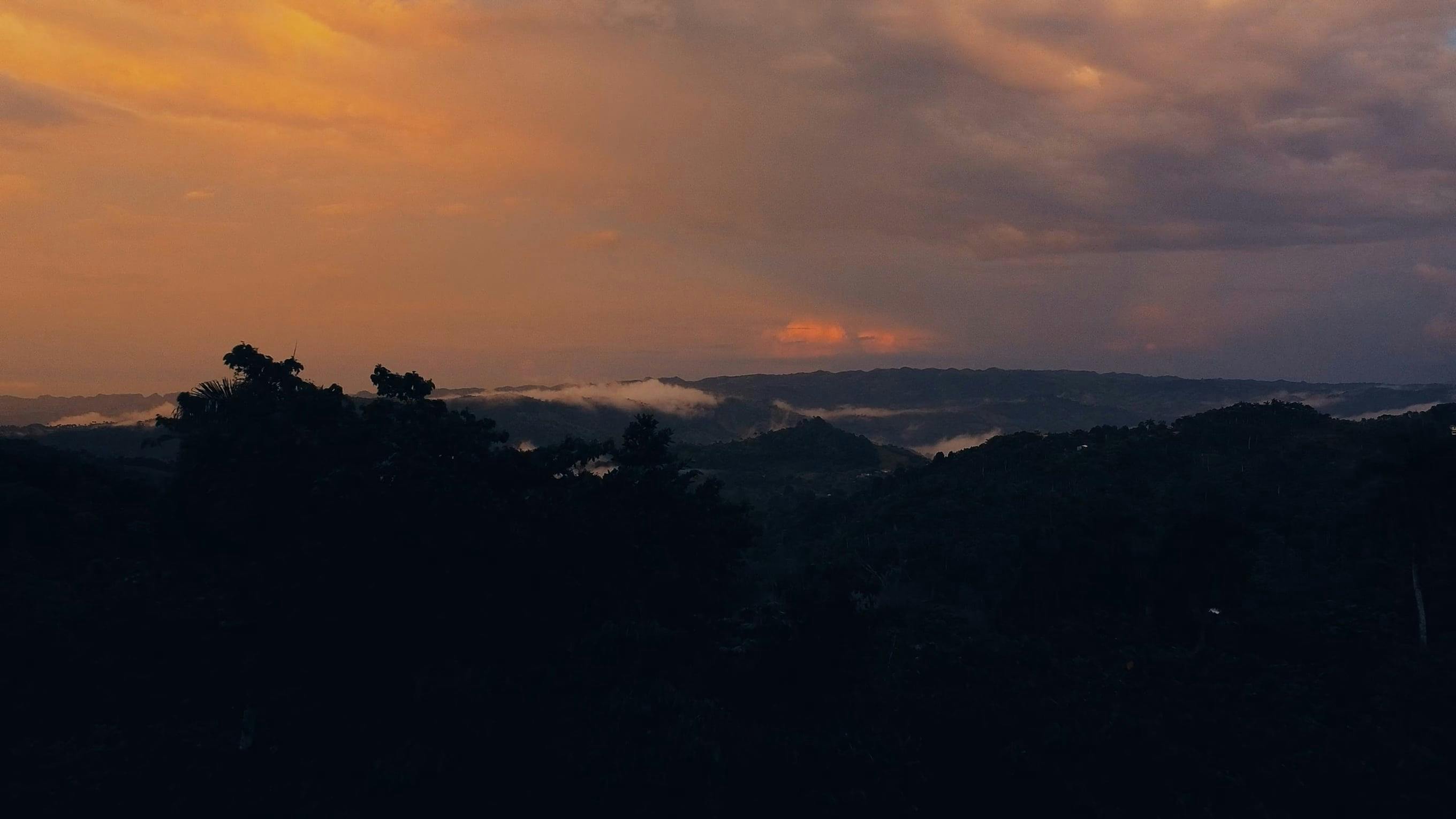 Drone Footage Of A Forest In The Morning Free Stock Video Footage ...