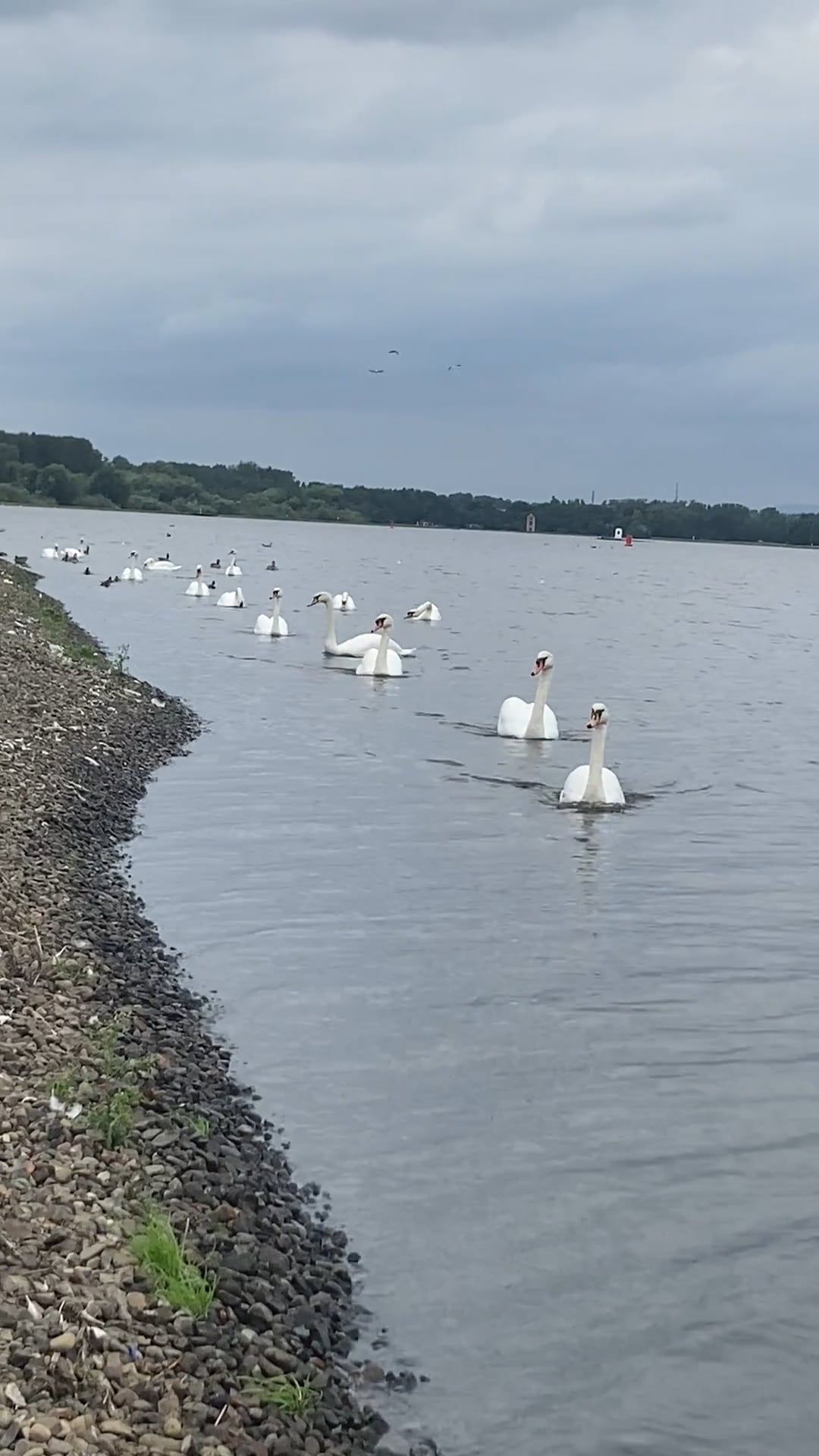 Swans in Water Free Stock Video Footage, Royalty-Free 4K & HD Video Clip