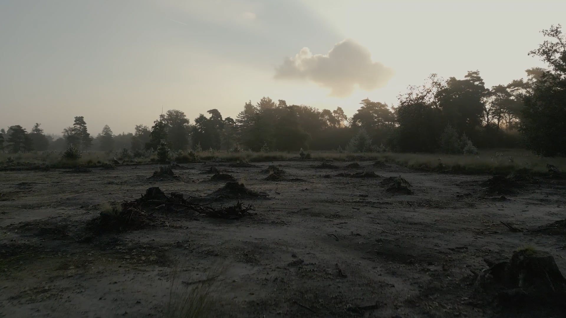 Sunrise over Woods Free Stock Video Footage, Royalty-Free 4K & HD Video ...