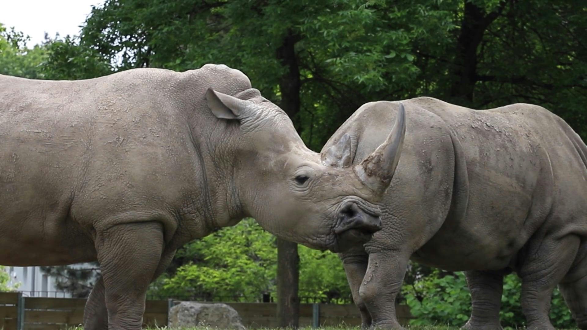 Video stok gratis tentang alam, badak, binatang, binatang buas, cagar ...