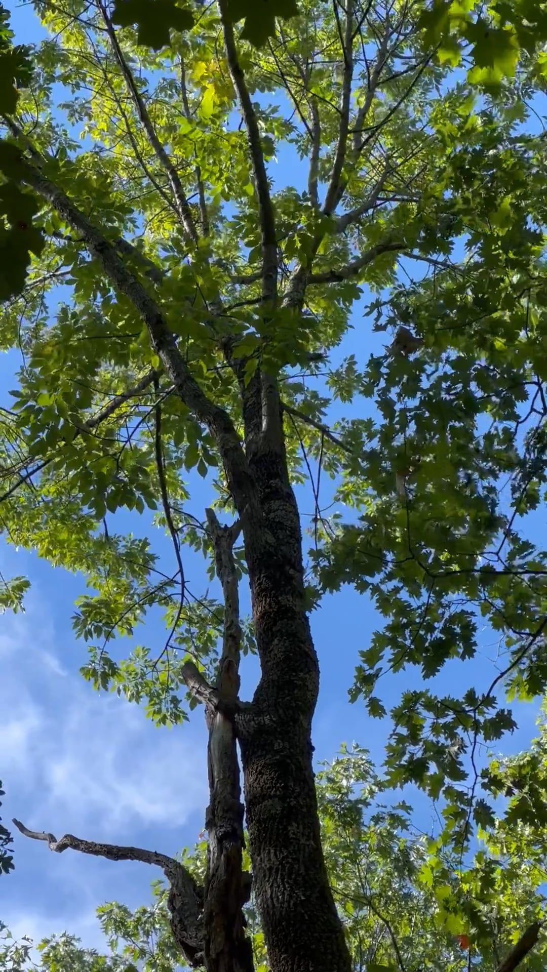 Trees Swinging in Wind Free Stock Video Footage, Royalty-Free 4K & HD ...