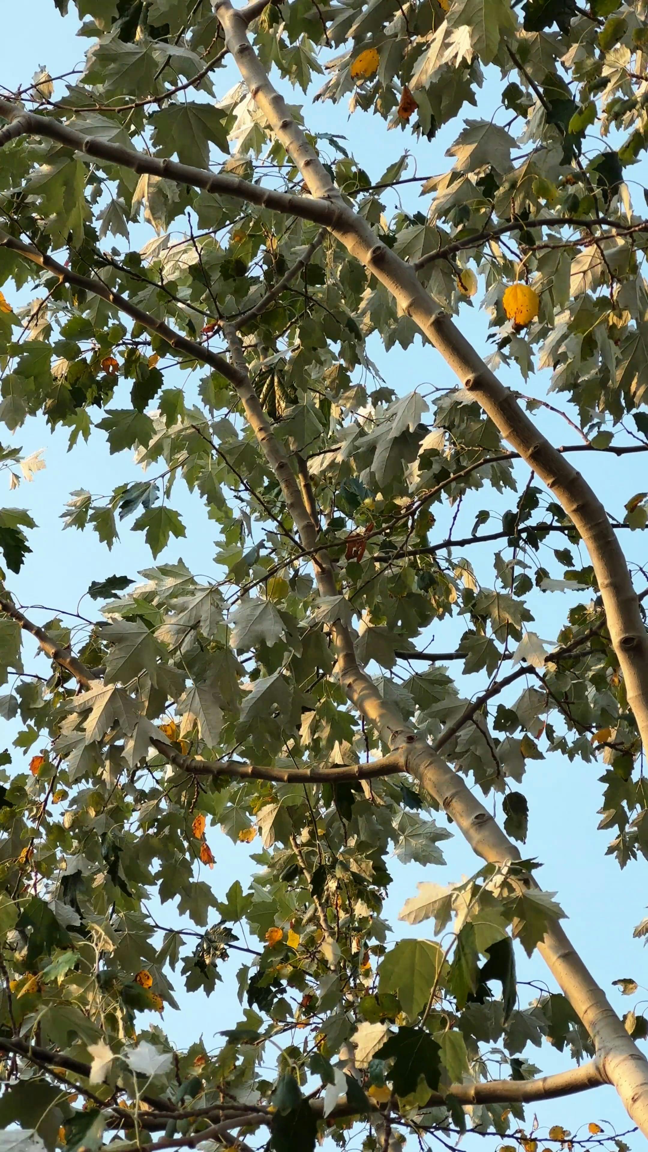 Waving Leaves on Tree Free Stock Video Footage, Royalty-Free 4K & HD ...