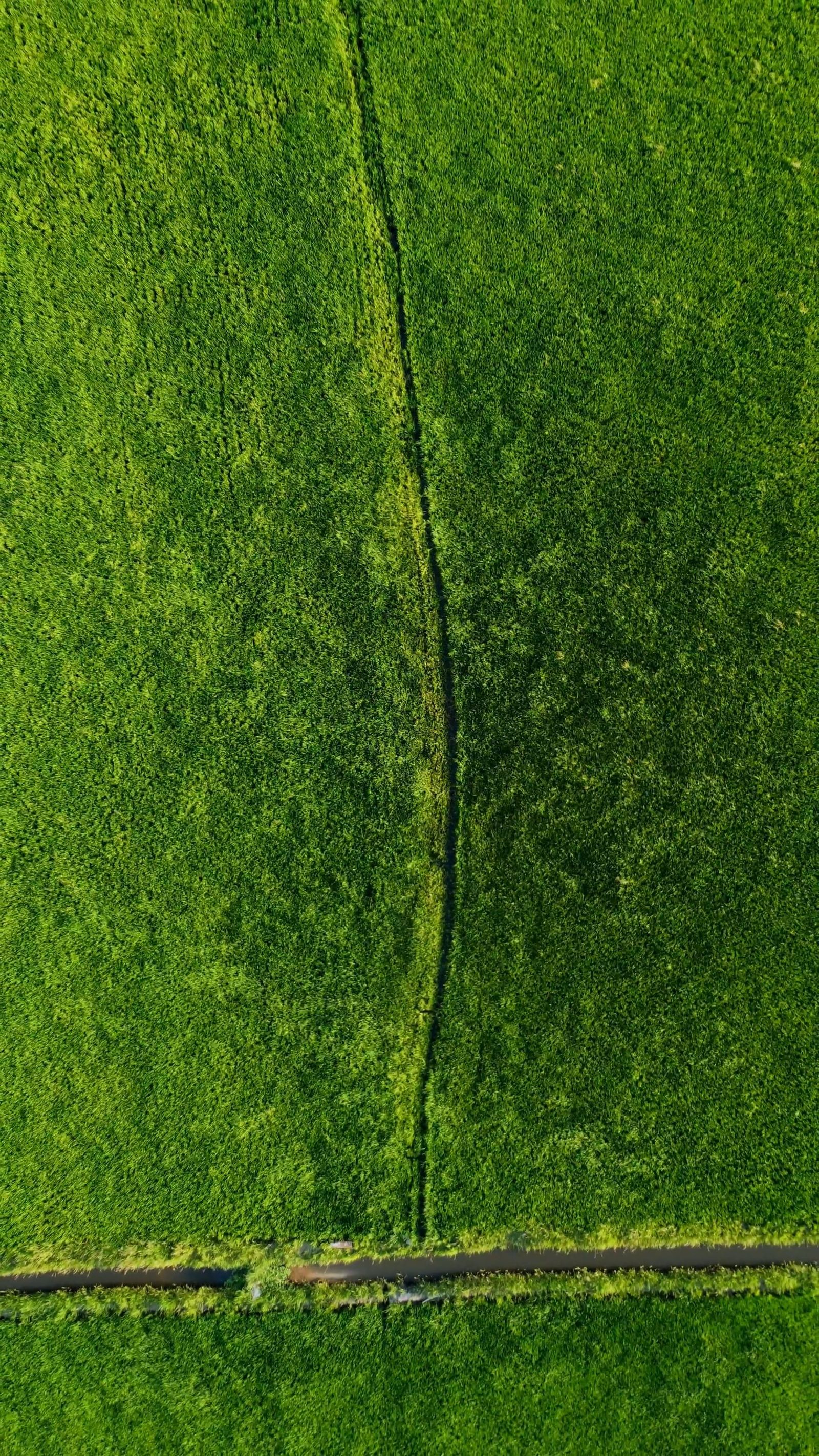 Paddy Field Videos, Download Free 4k Stock Video Footage & Paddy Field ...