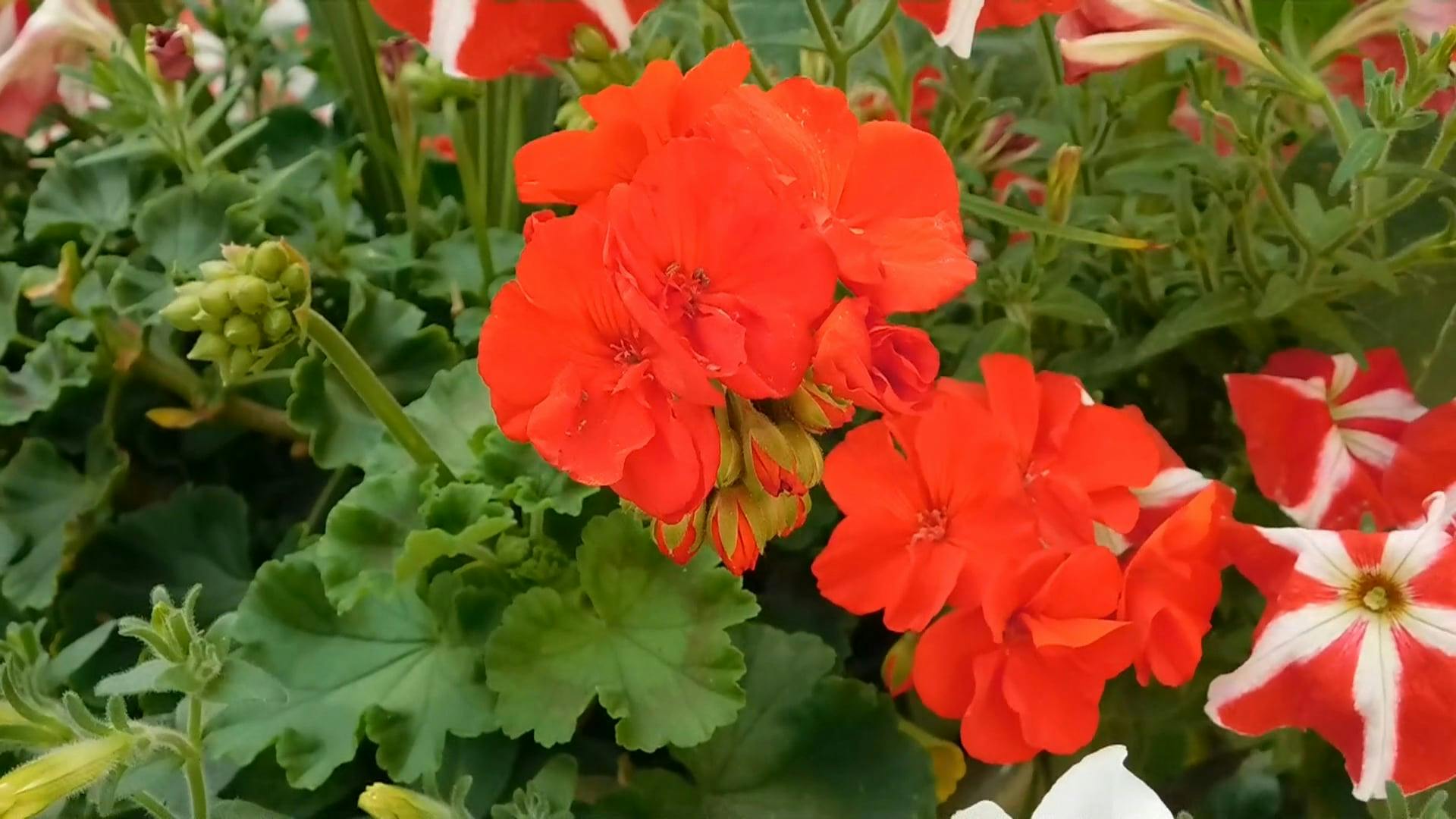 Video Of Flower Blooming Free Stock Video Footage, Royalty-Free 4K & HD ...